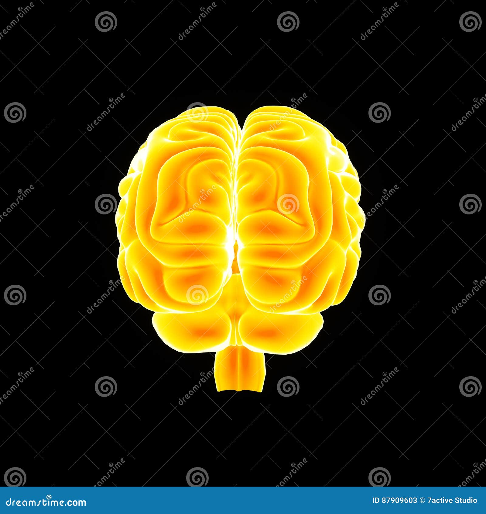 Human Brain posterior view stock illustration. Illustration of concept ...