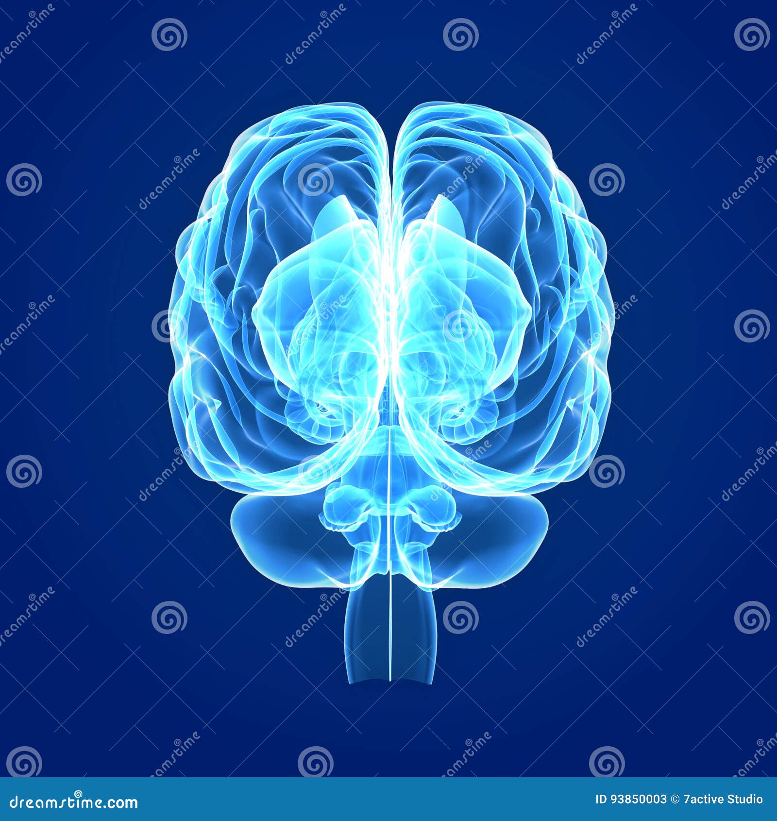 Human Brain Posterior View Stock Image | CartoonDealer.com #93850003