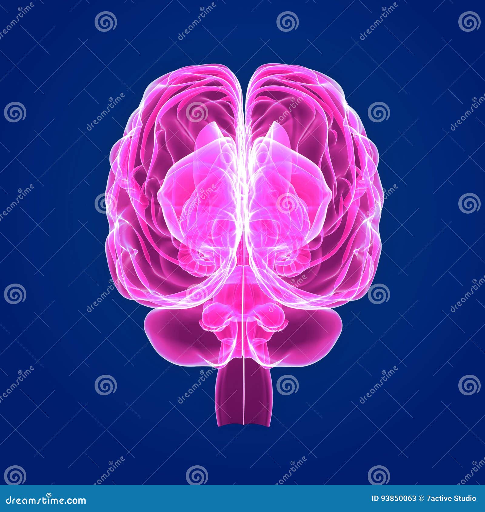 Human Brain posterior view stock illustration. Illustration of body ...