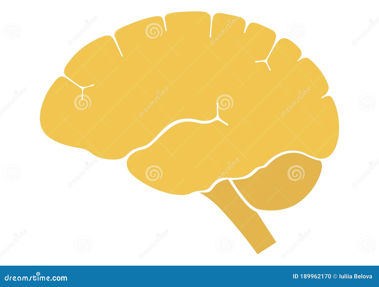 Human Brain in Profile View Left. Vector Illustration Stock Vector ...
