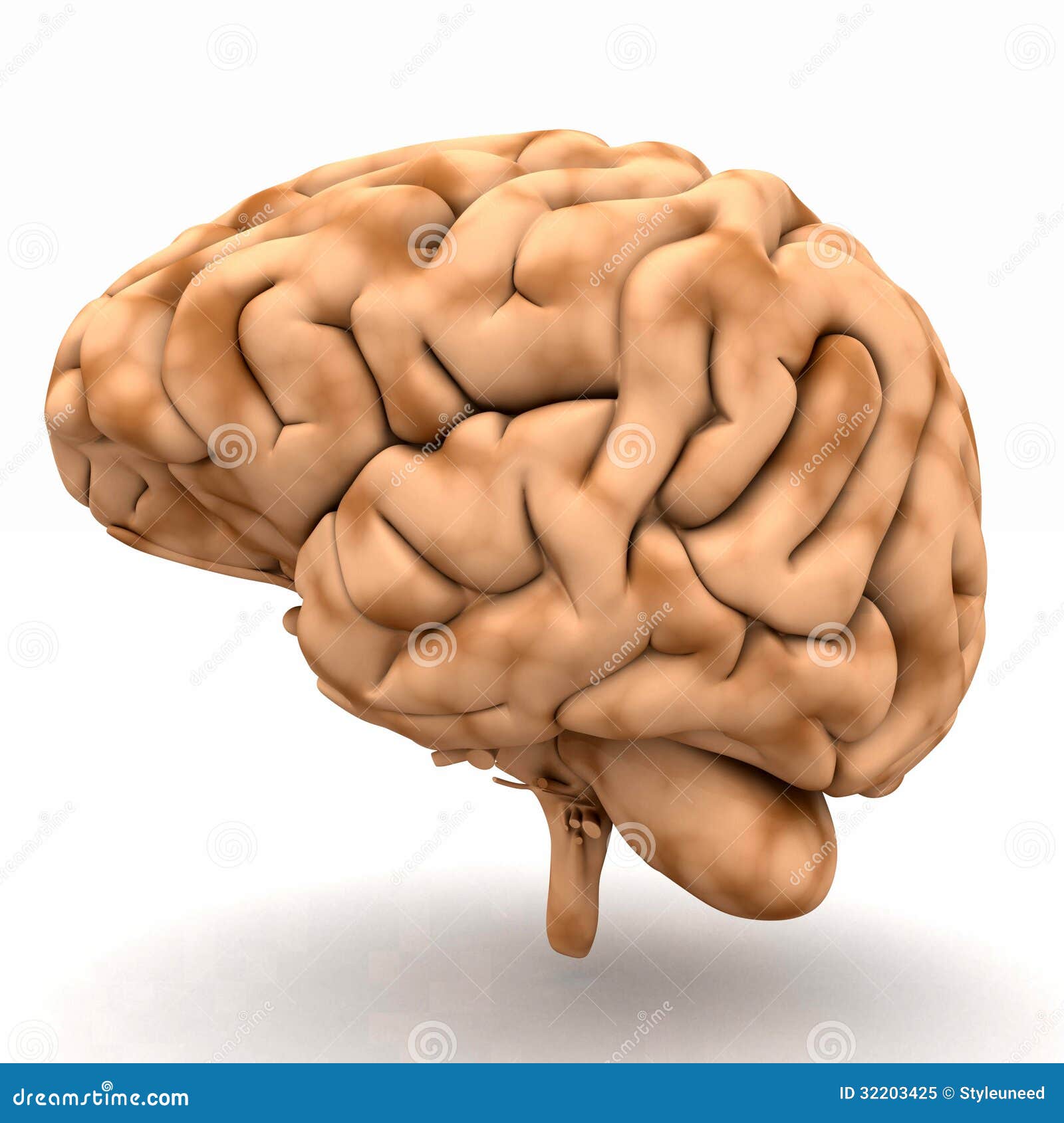 Human brain stock illustration. Illustration of human - 32203425