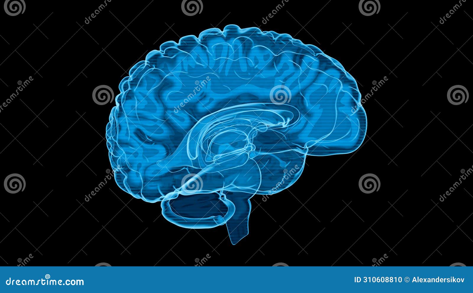 Human Brain X-Ray: Anatomy, Medicine and Science Concept Stock ...