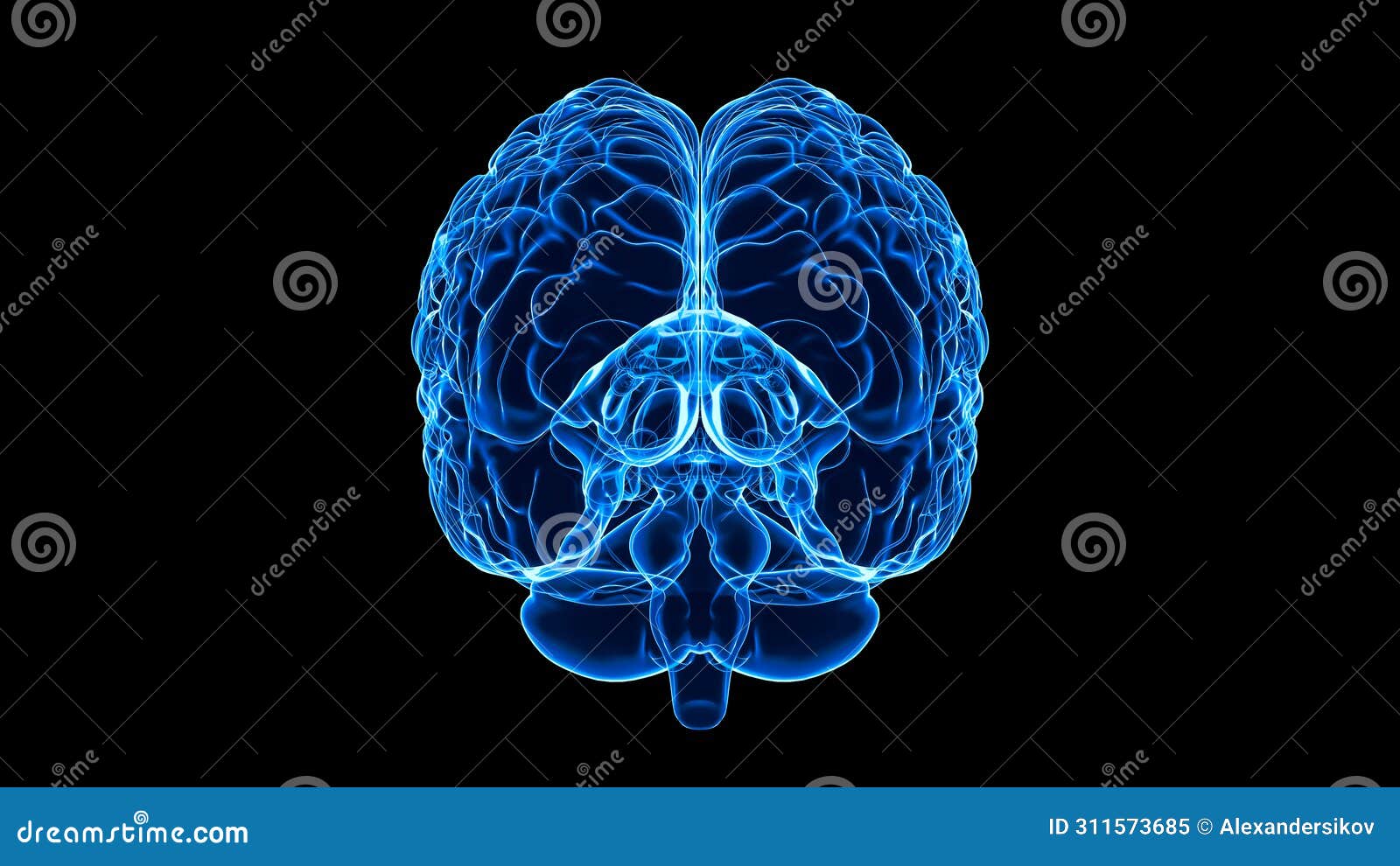 Human Brain X-Ray: Anatomy, Medicine and Science Concept Stock ...