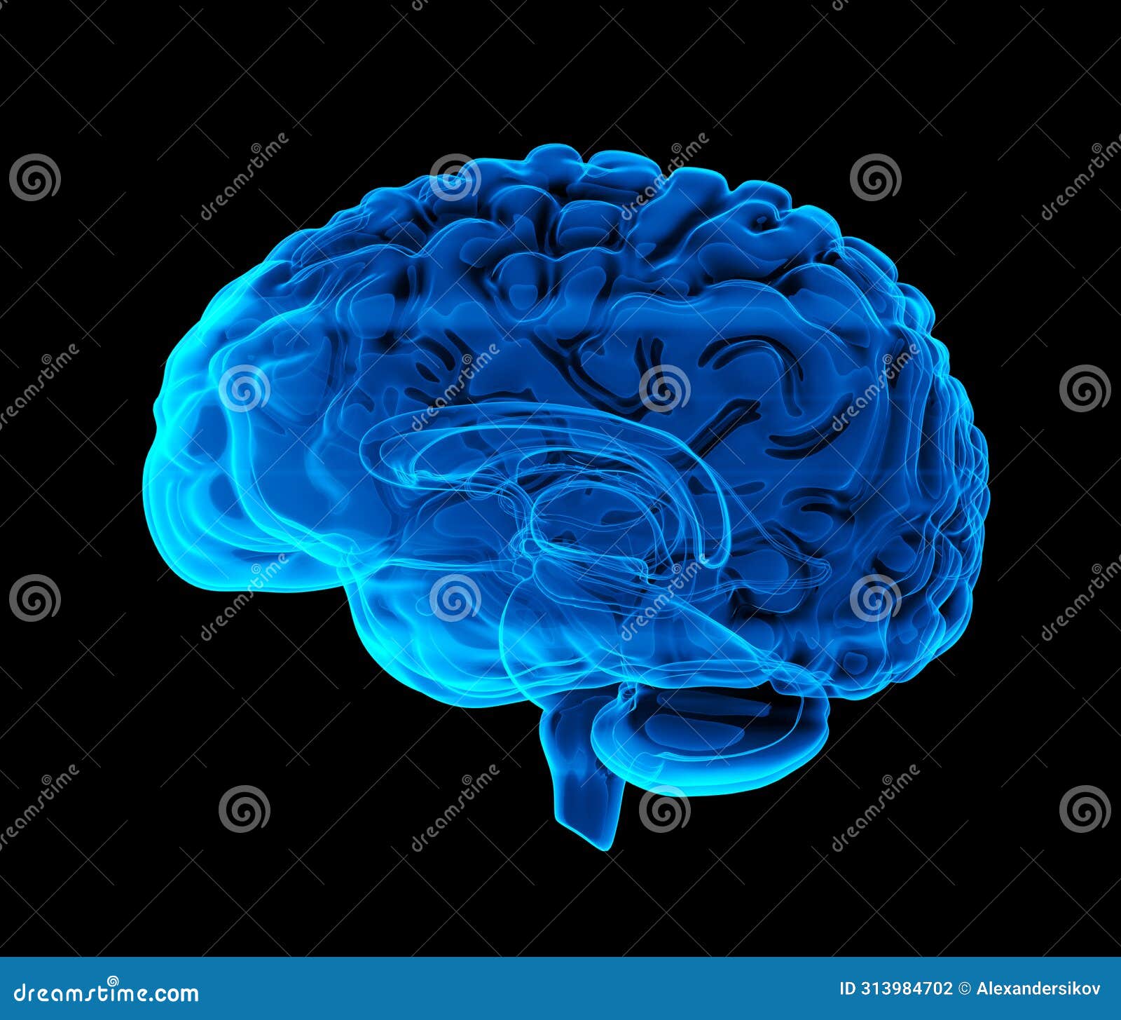 Human Brain X-Ray: Anatomy, Medicine and Science Concept Stock ...