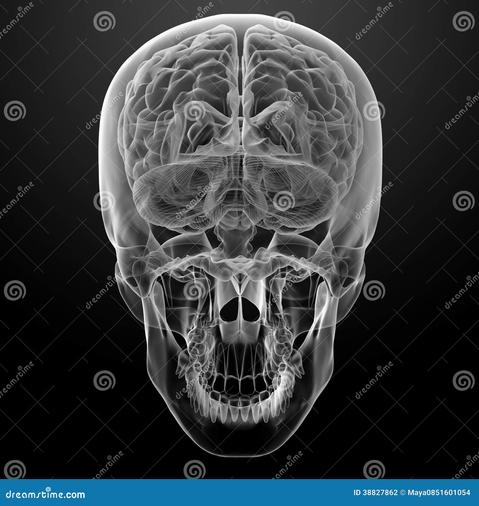 Human brain X ray stock illustration. Illustration of transparent ...