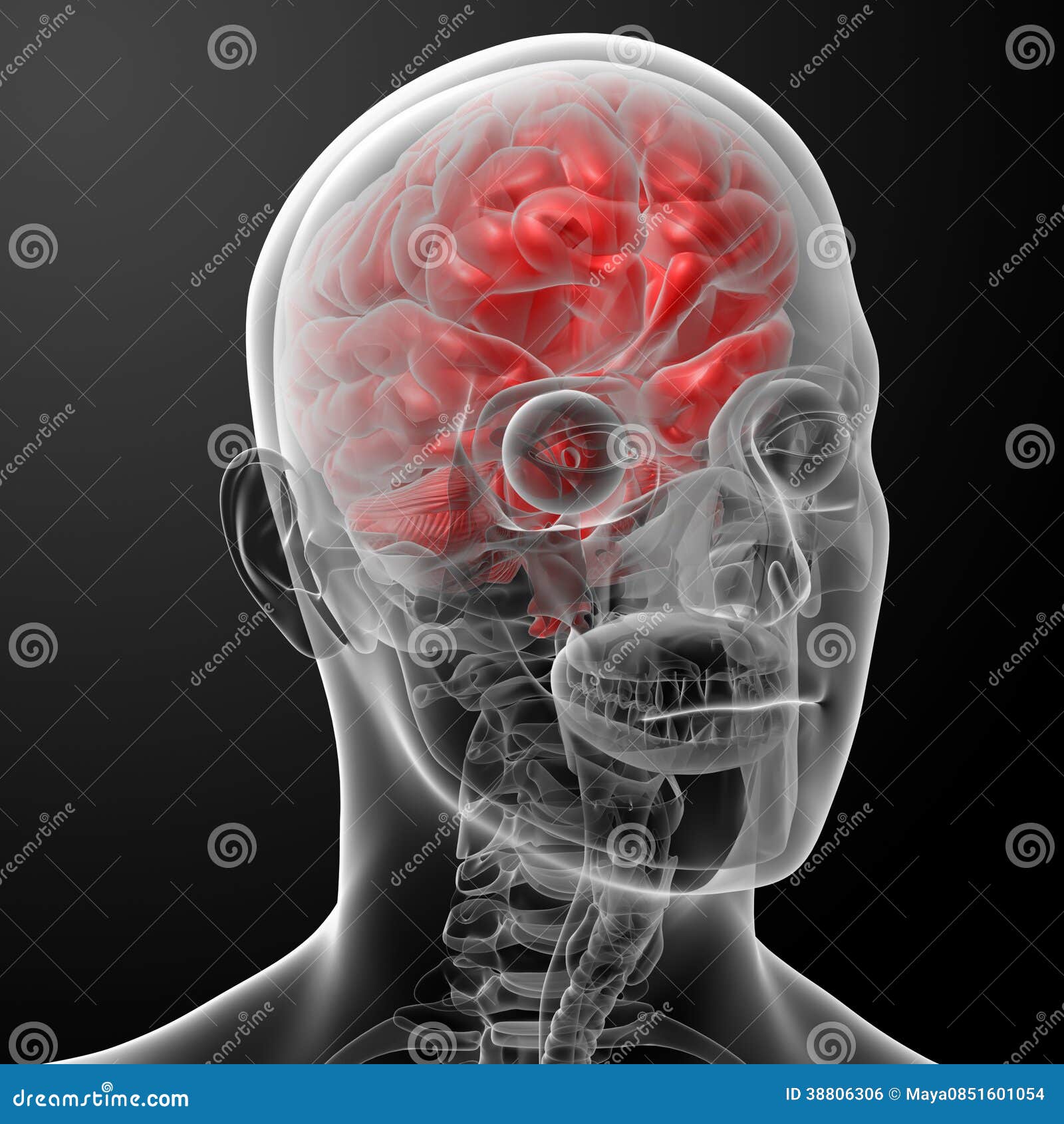 Human brain X ray stock illustration. Illustration of organ - 38806306