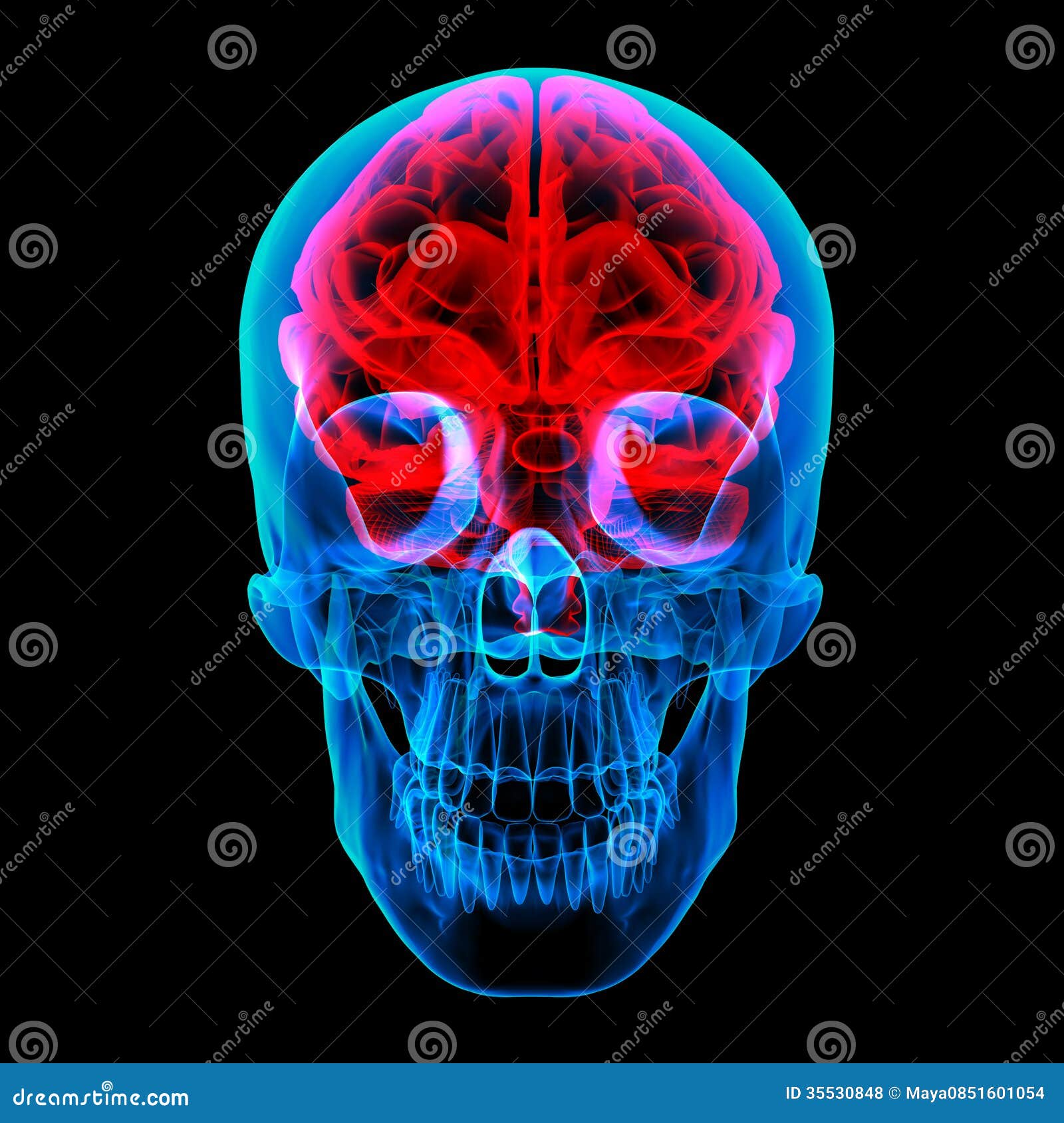 Human brain X ray stock illustration. Illustration of cerebellum - 35530848