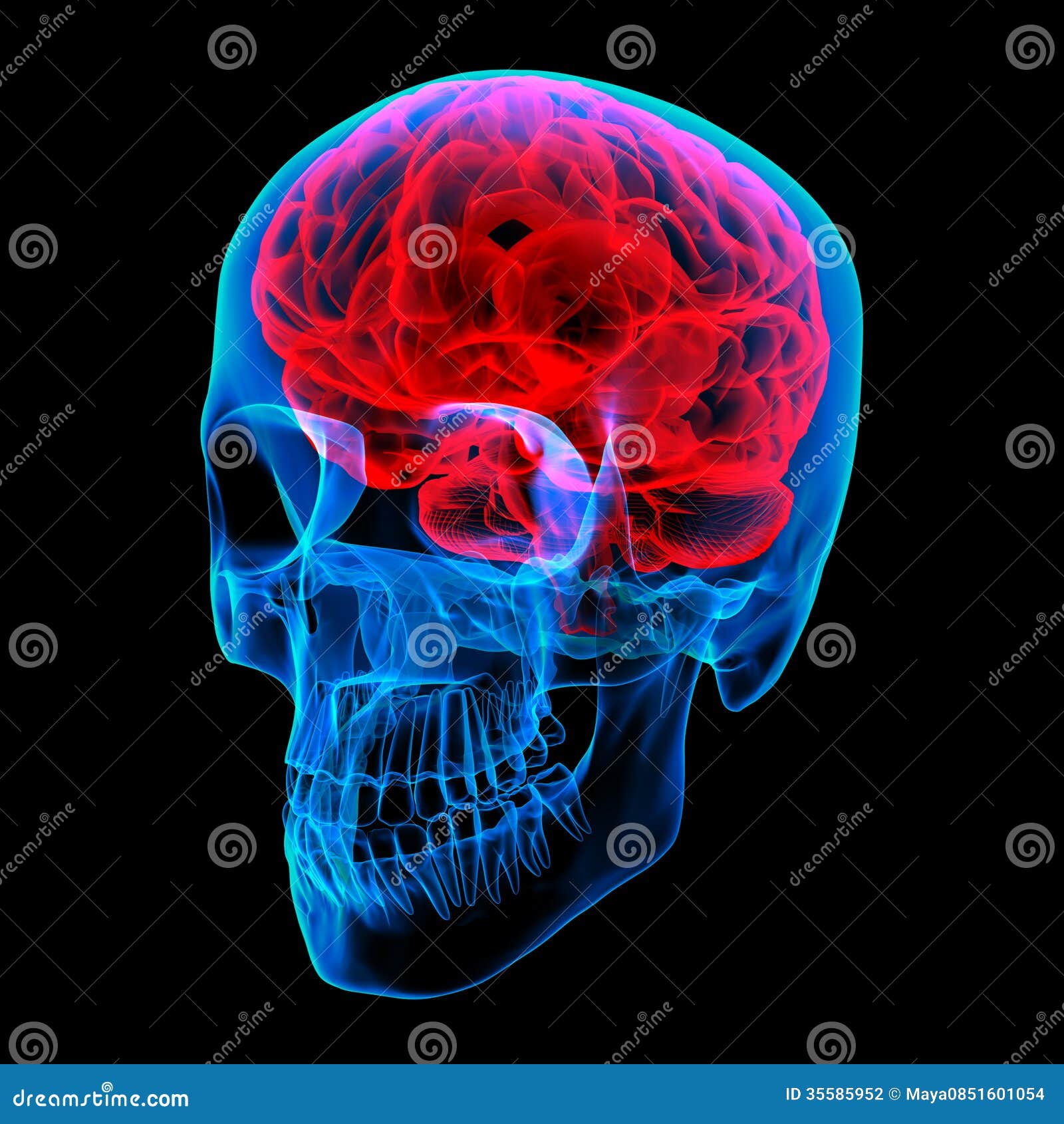 Human brain X ray stock illustration. Illustration of science - 35585952