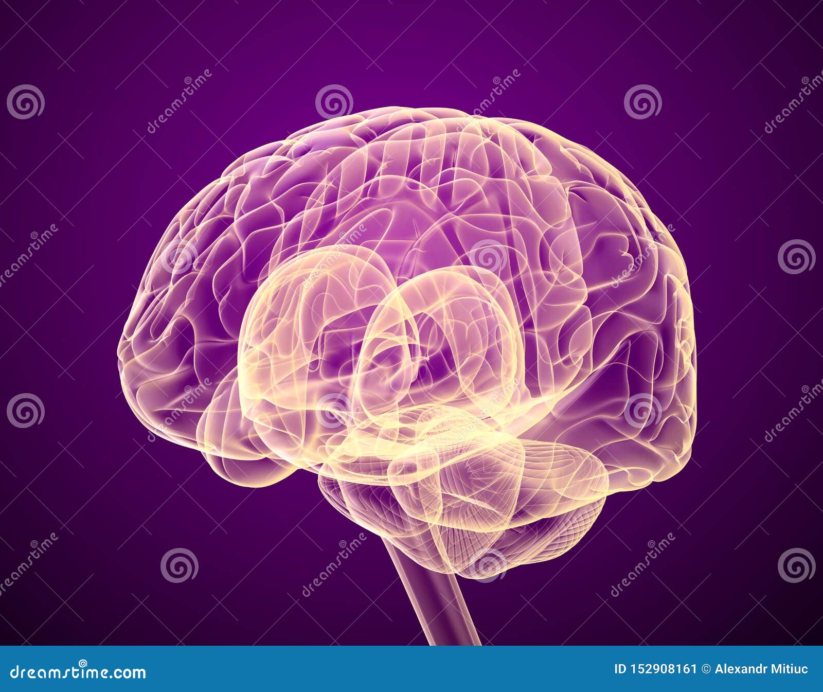 Human brain X-ray scan , stock illustration. Illustration of sense ...