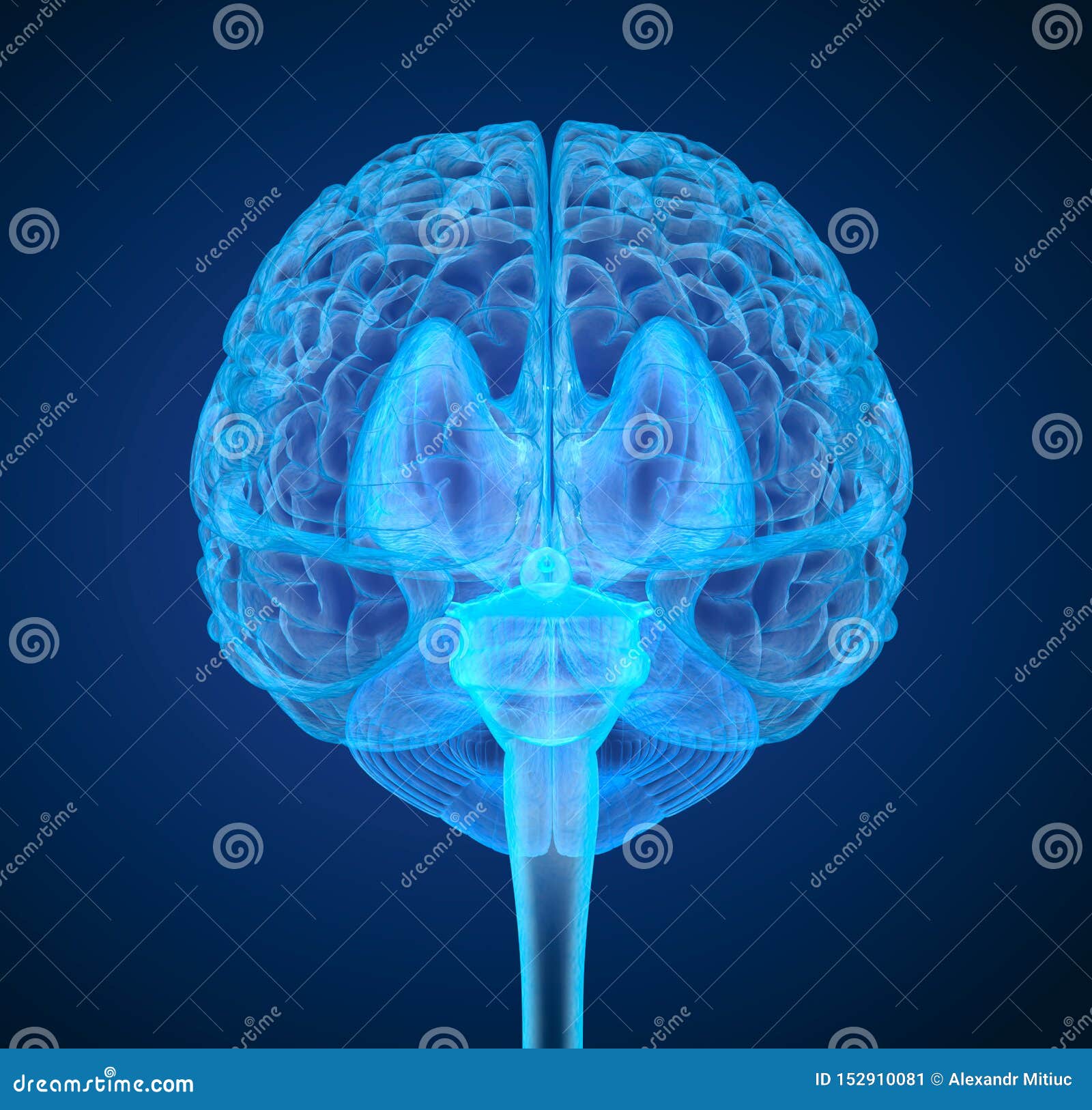 Human brain X-ray scan stock illustration. Illustration of cerebral ...