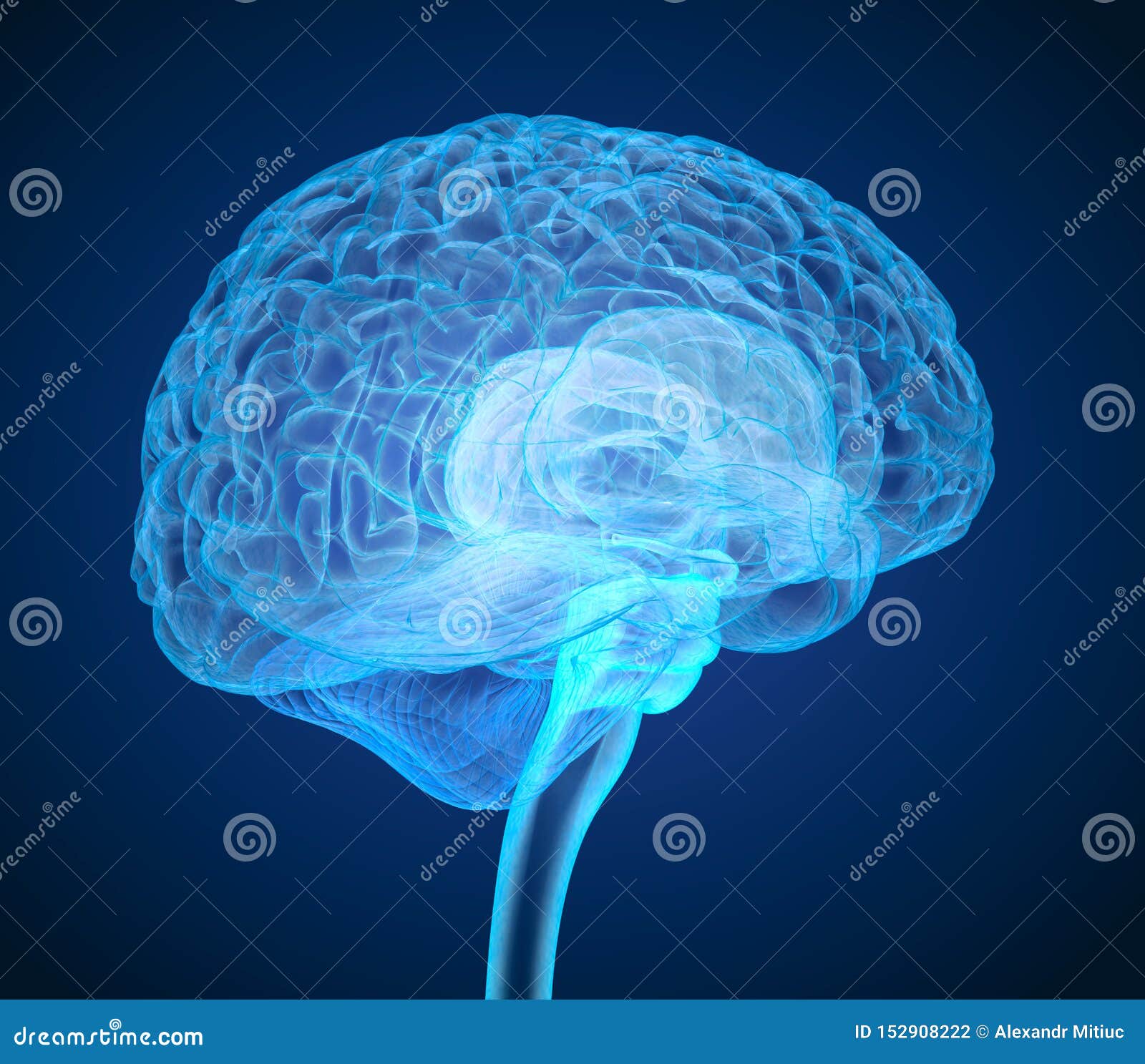 Human brain X-ray scan stock illustration. Illustration of brain ...