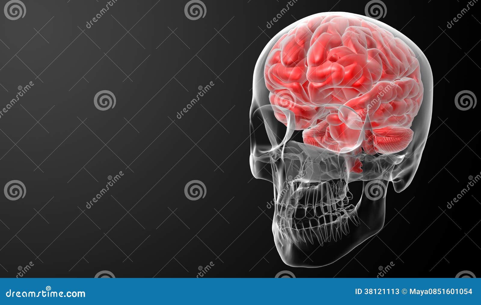 Human brain X ray stock illustration. Illustration of face - 38121113