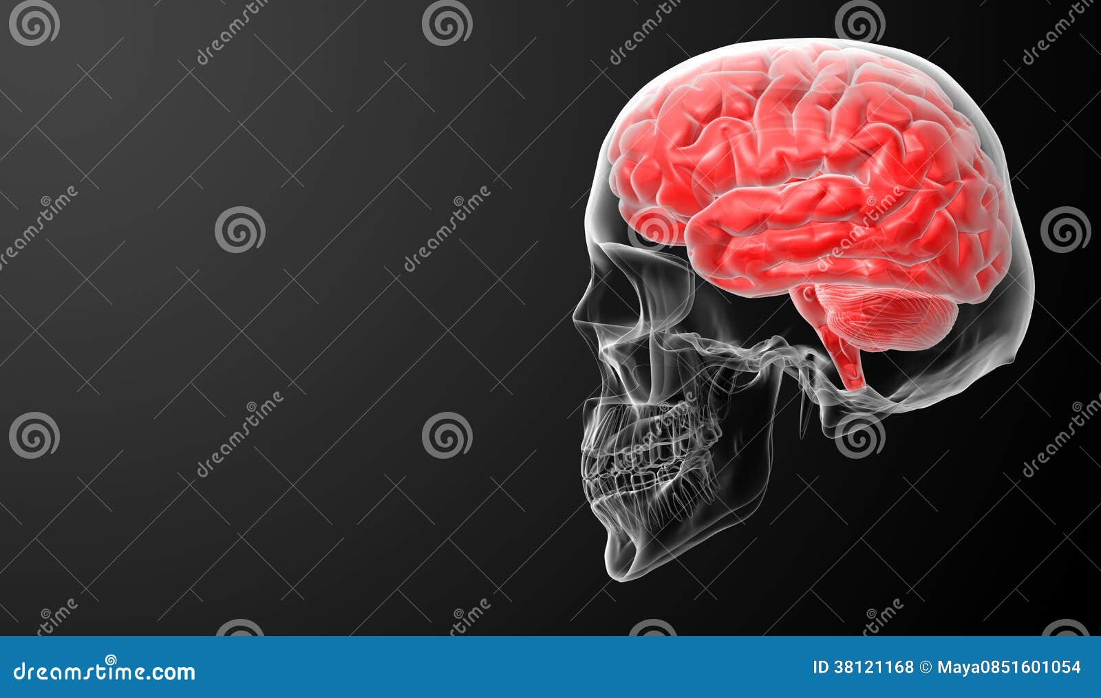 Human brain X ray stock illustration. Illustration of black - 38121168