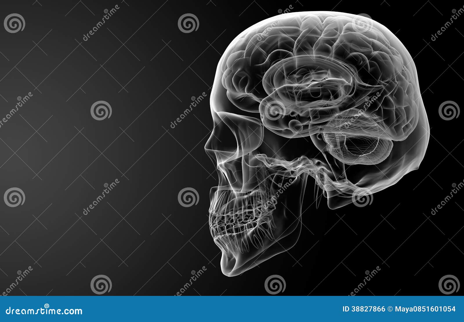 Human brain X ray stock illustration. Illustration of physiology - 38827866
