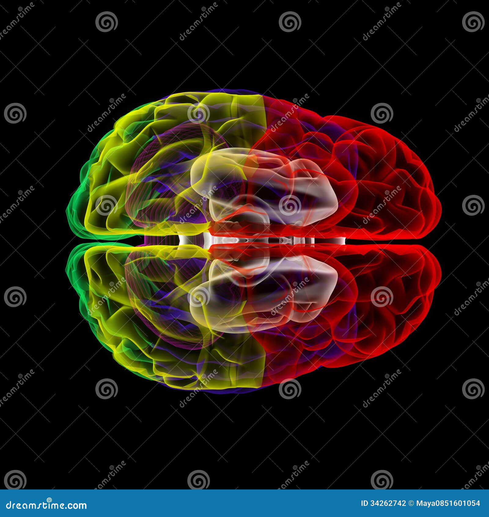 Human brain stock photo. Image of view, brain, science - 34262742