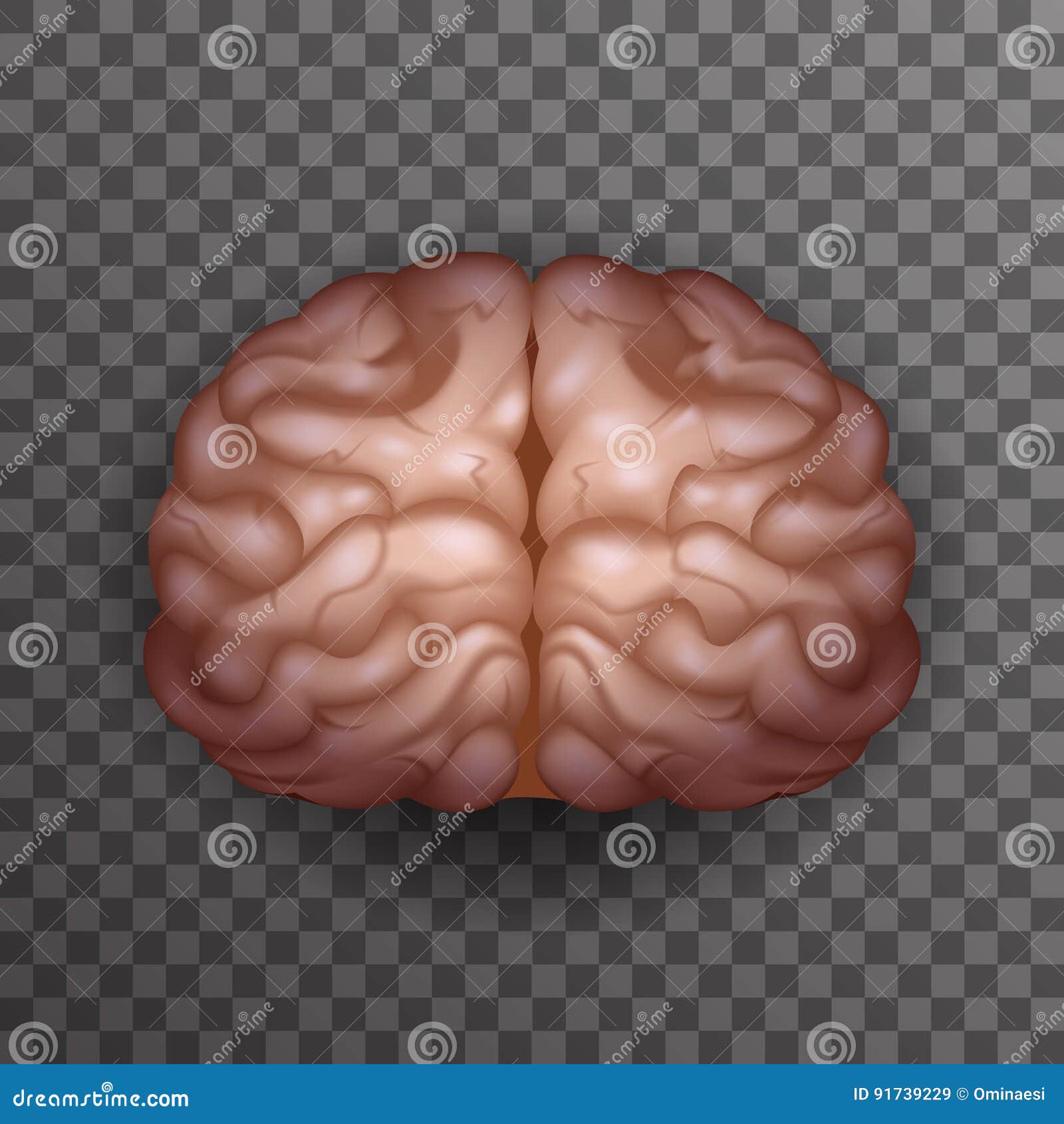 Brain. Realistic Brain Isolated On White Background. Vector, Cartoon ...
