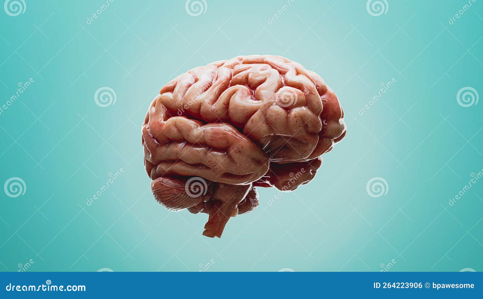 Human Brain, Realistic Digital Illustration, 3d Render Stock ...