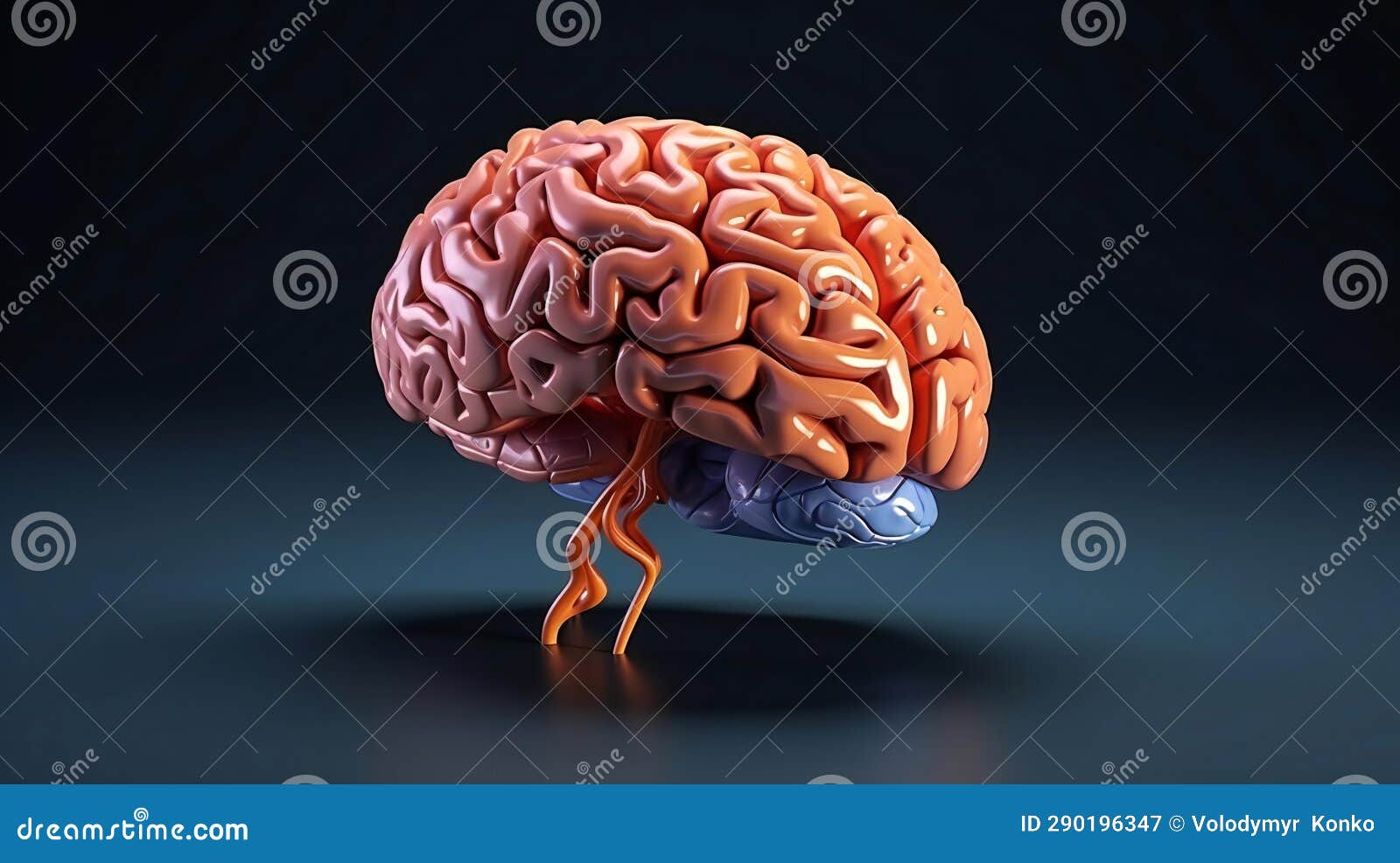 A Human Brain Represented in a Detailed and Anatomically Accurate ...