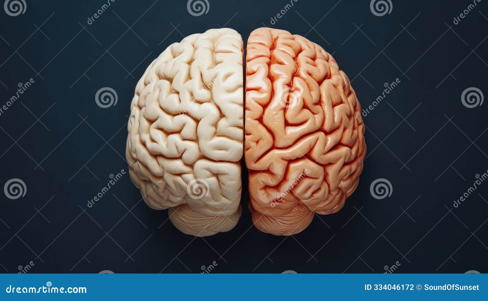 Human Brain with Right Creative Hemisphere and Left Logical Hemisphere ...