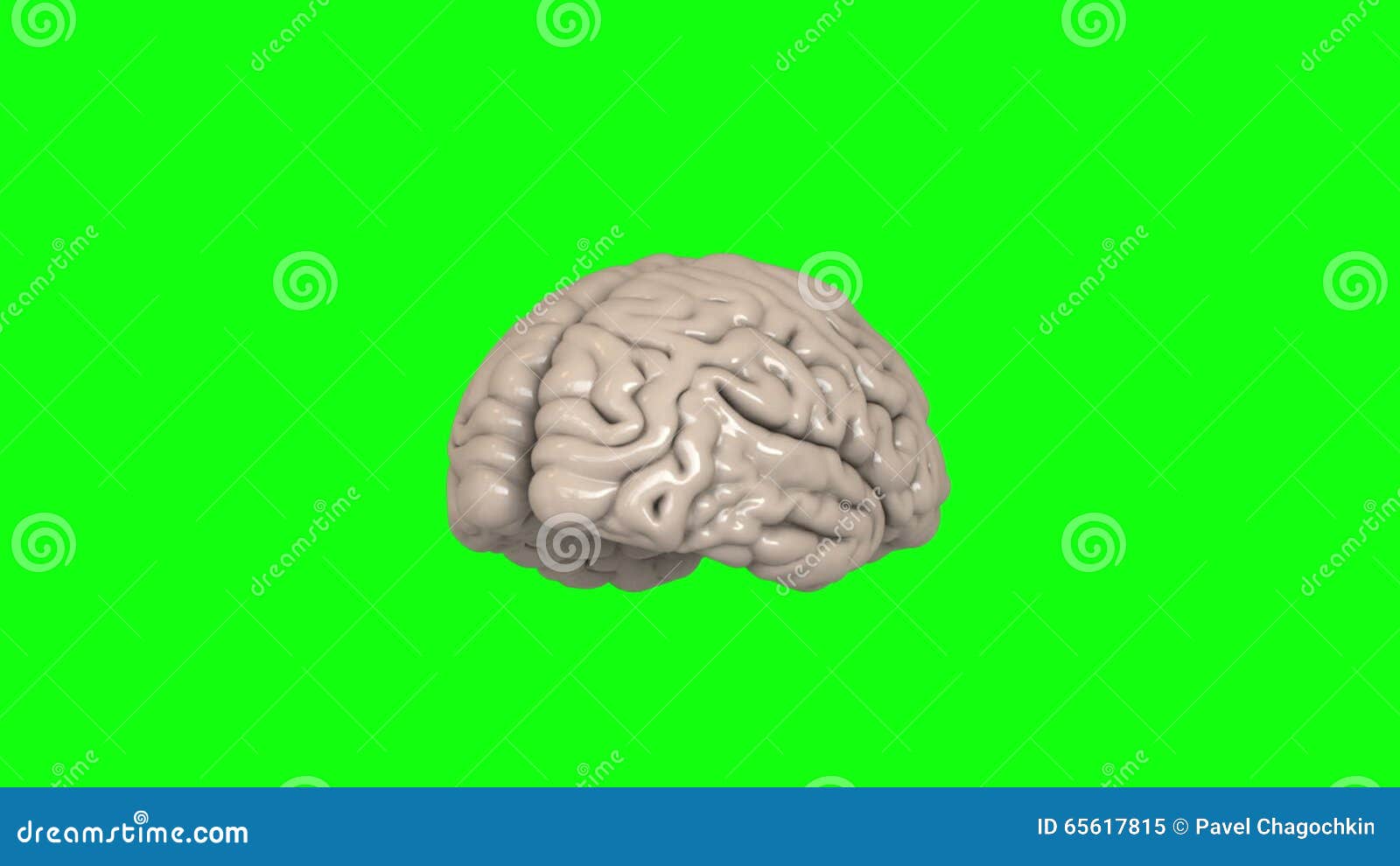 Human Brain Rotate. Green Screen Footage. Stock Video - Video of blue ...
