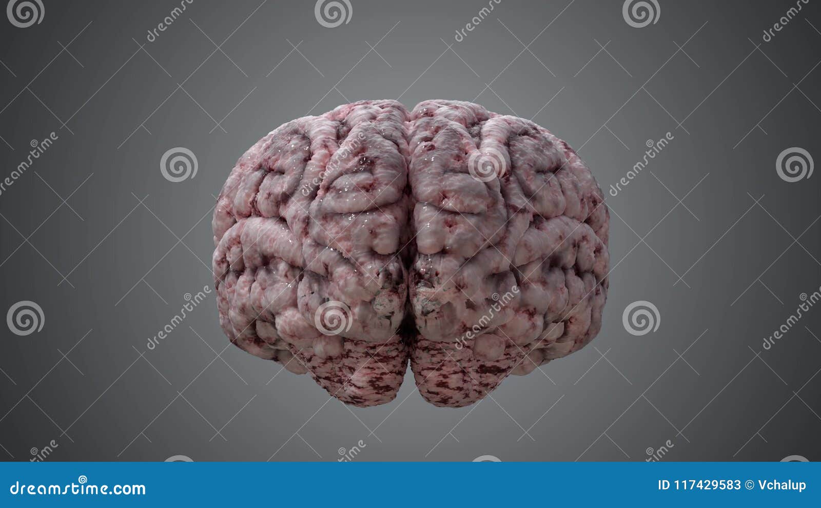 Human Brain Rotating Around. 3D Rendered Looping Animation Stock Video ...