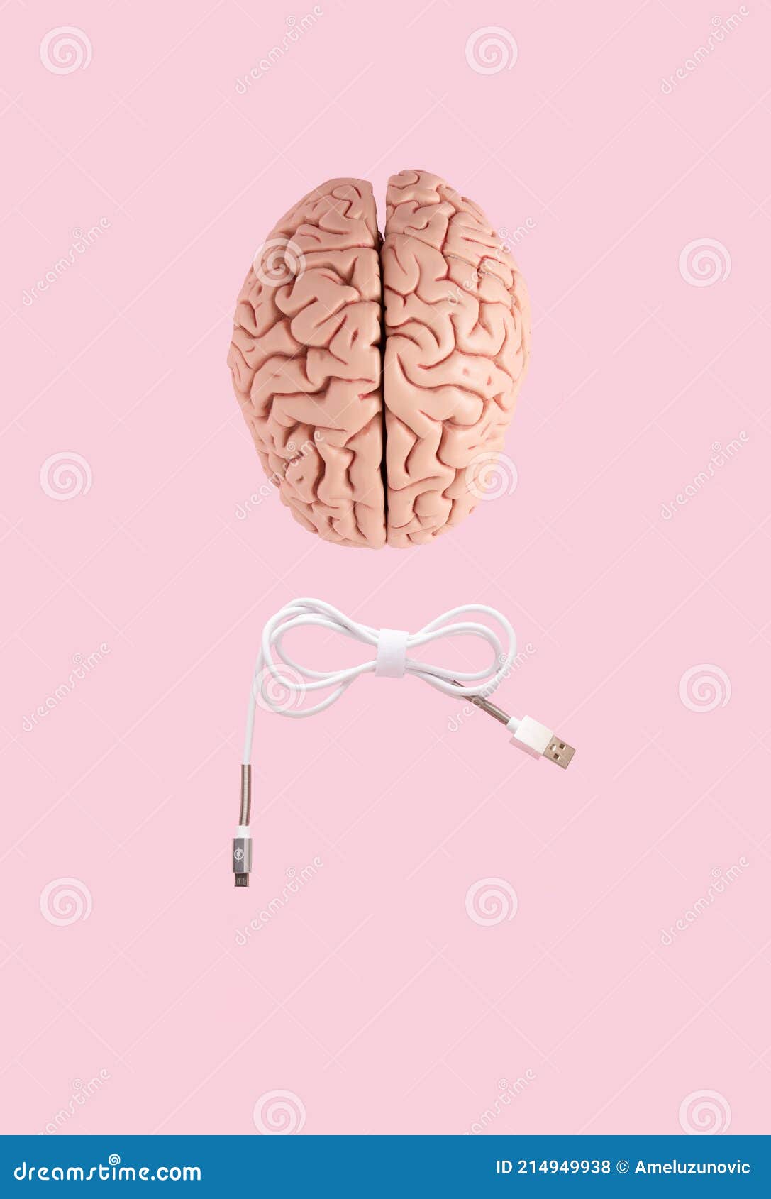 A Human Brain, Anatomical Medical Model, and a Bow Tie-shaped USB Cable ...
