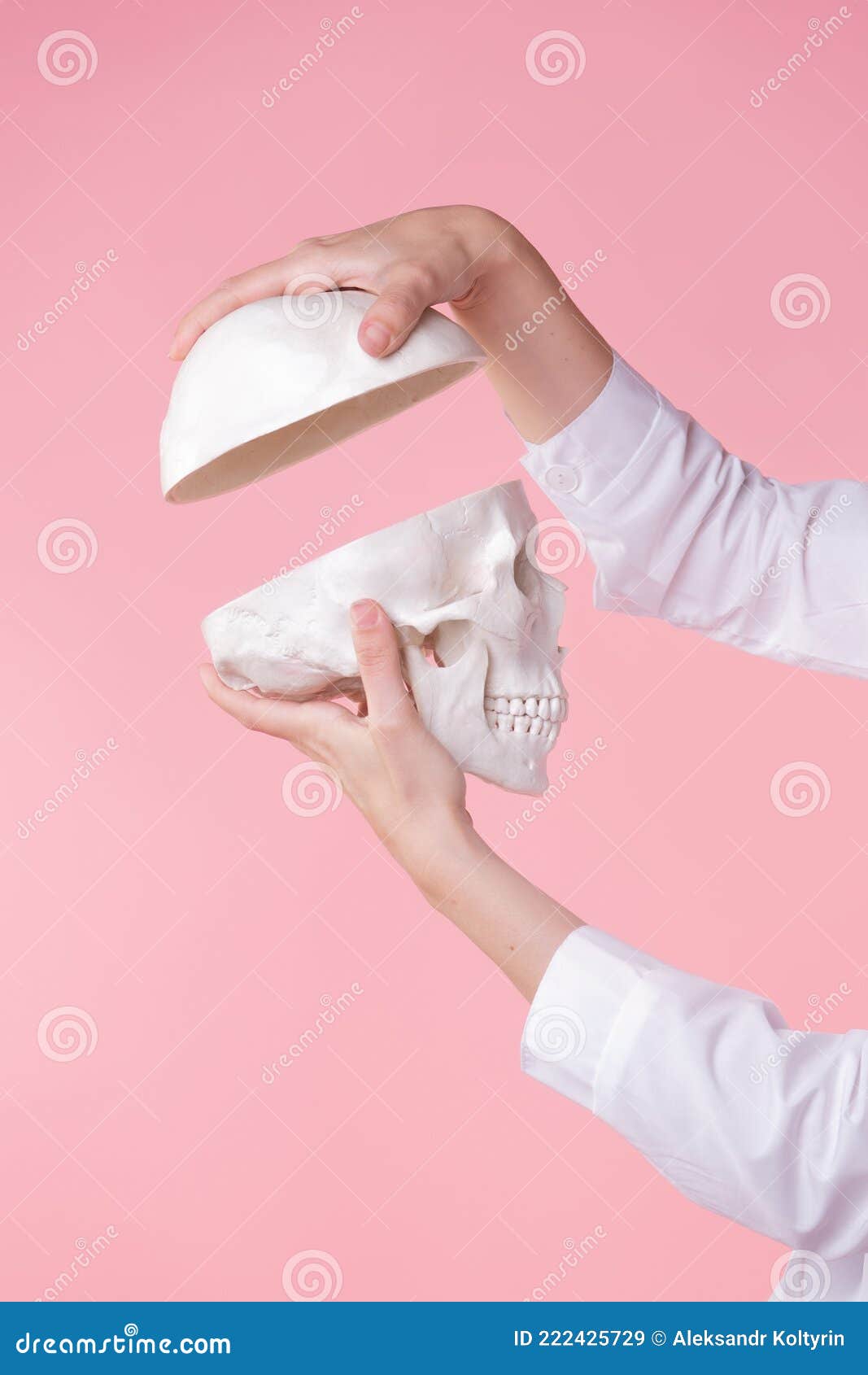 Human Brain Science, Concept, Open Empty Human Skull in the Hands of a ...