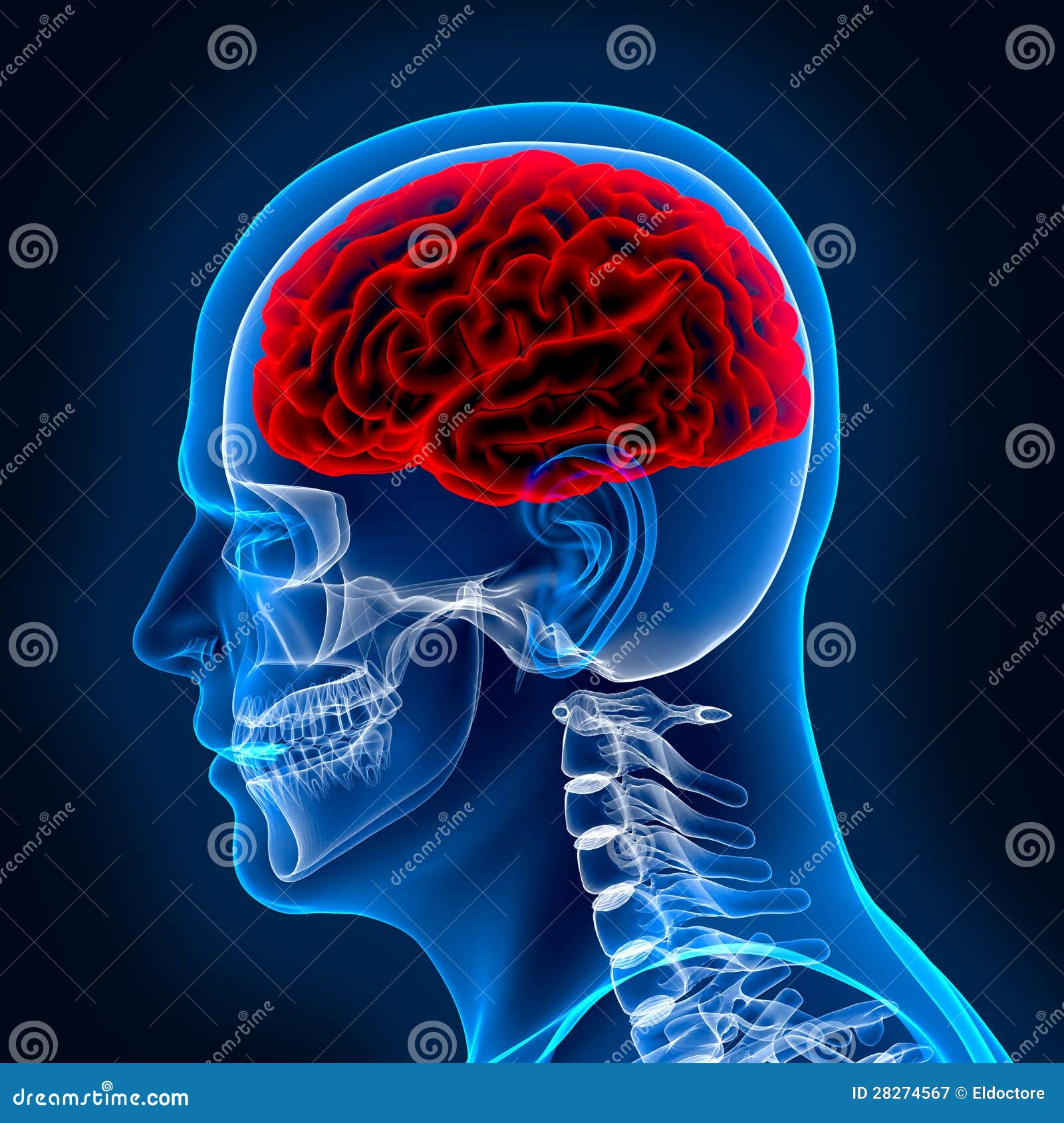 Human brain and scull stock illustration. Illustration of scan - 28274567