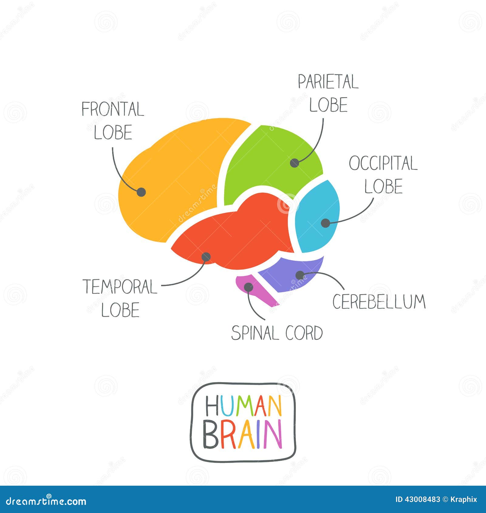Human Brain Section Illustration Stock Vector - Illustration of ...