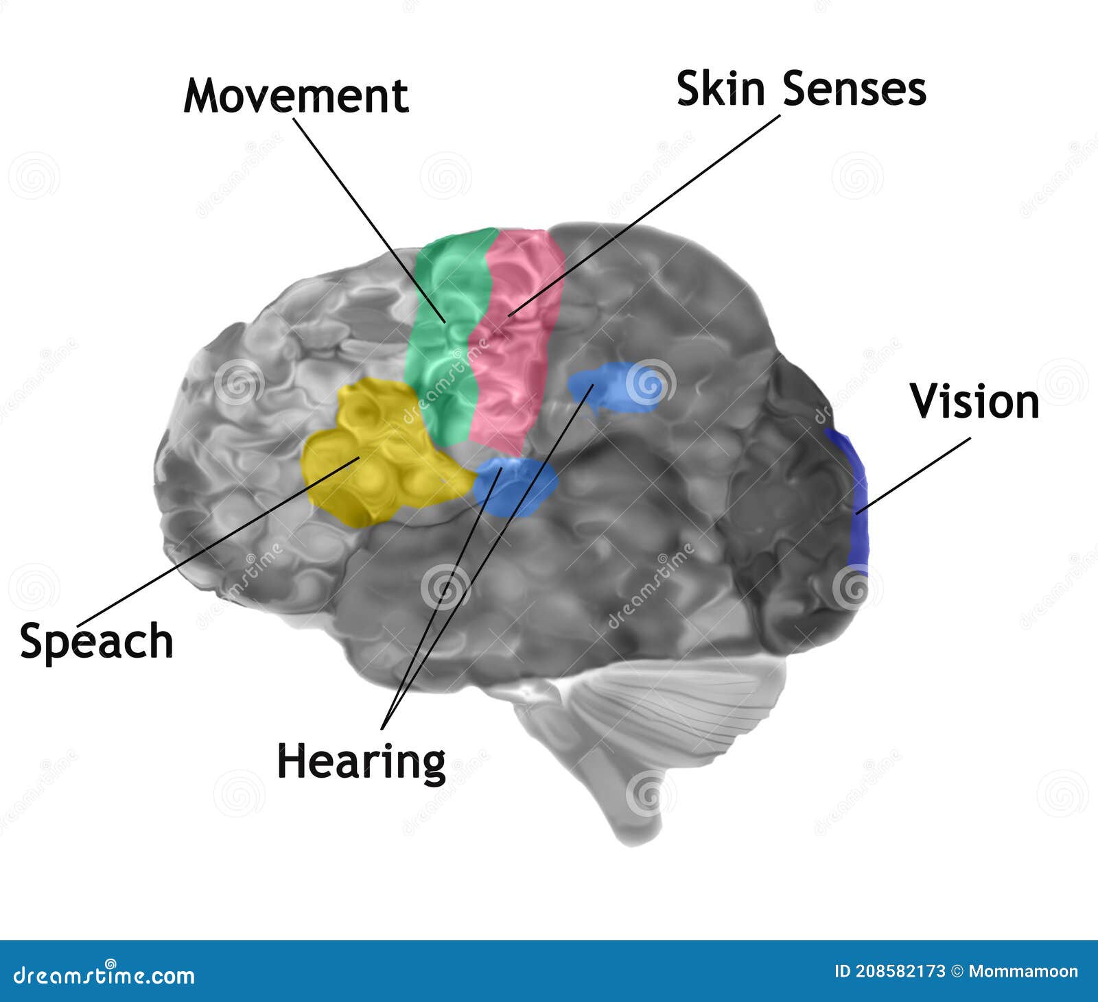 Human Brain With Sensory And Motor Functions Labeled Stock Illustration