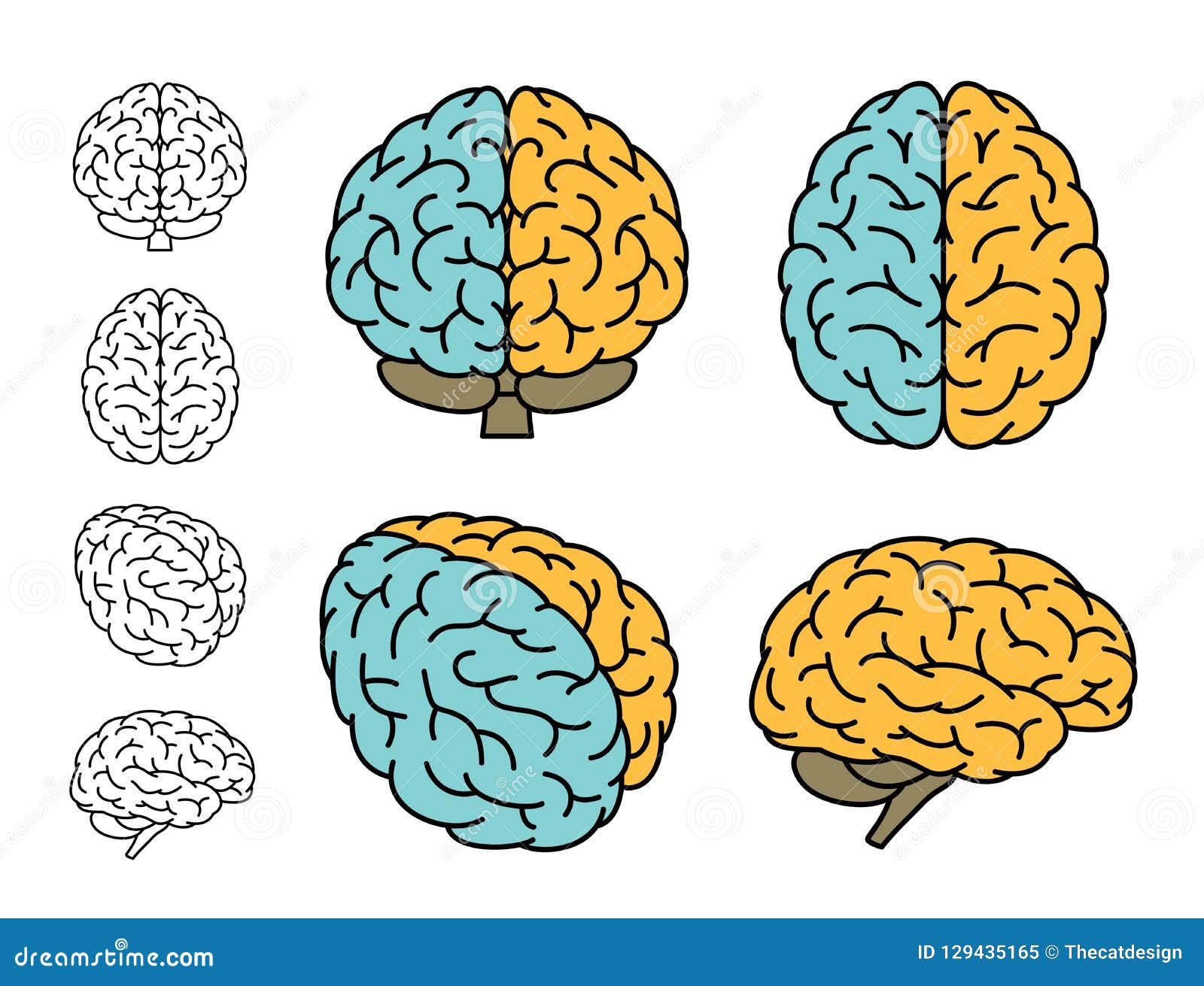 Human Brain. Set of Multiple Views. Vector Illustration. Stock Vector ... Human Brain. Set of Multiple Views. Vector Illustration. Stock Vector ...