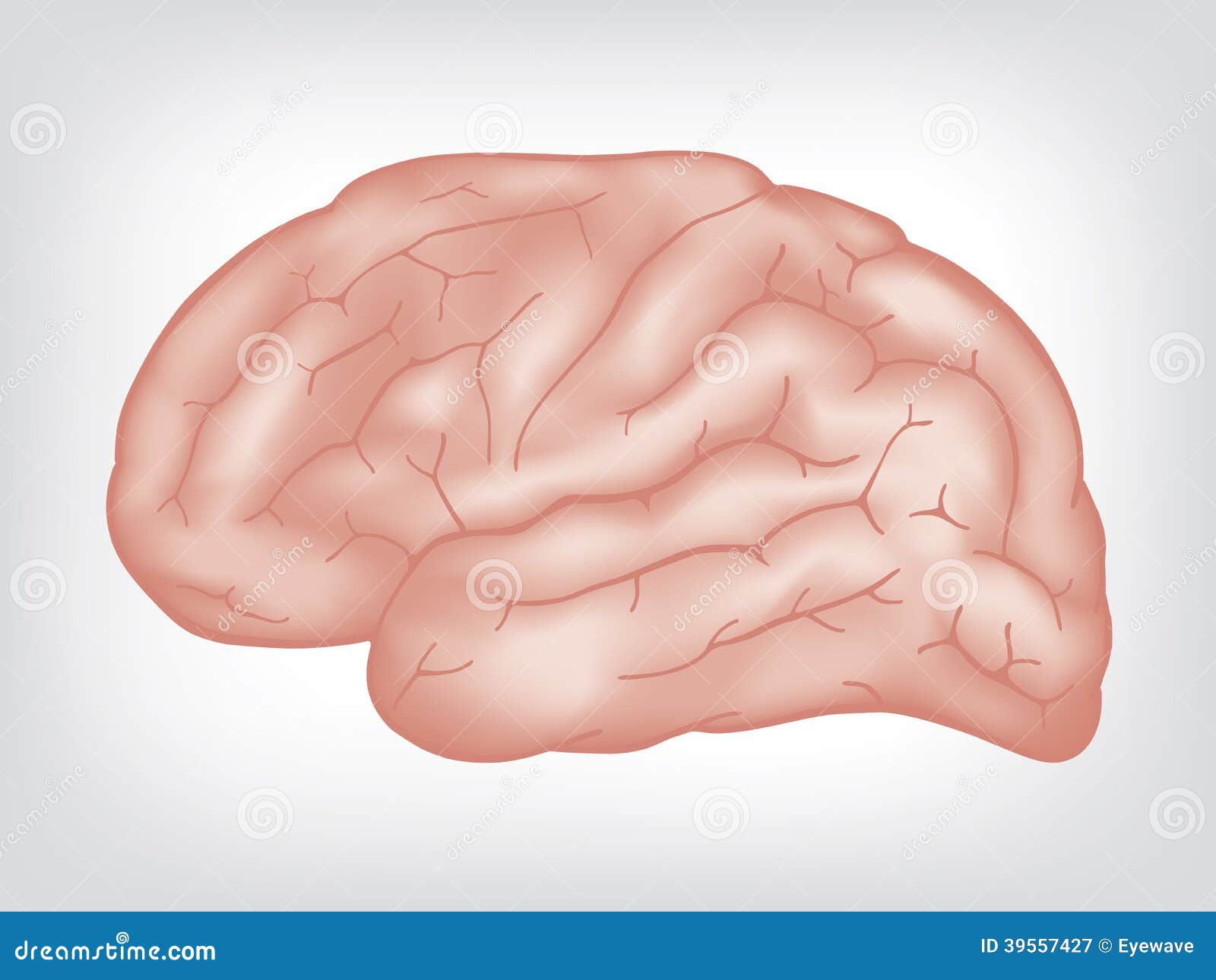 Human Brain stock vector. Illustration of brain, intellectual - 39557427