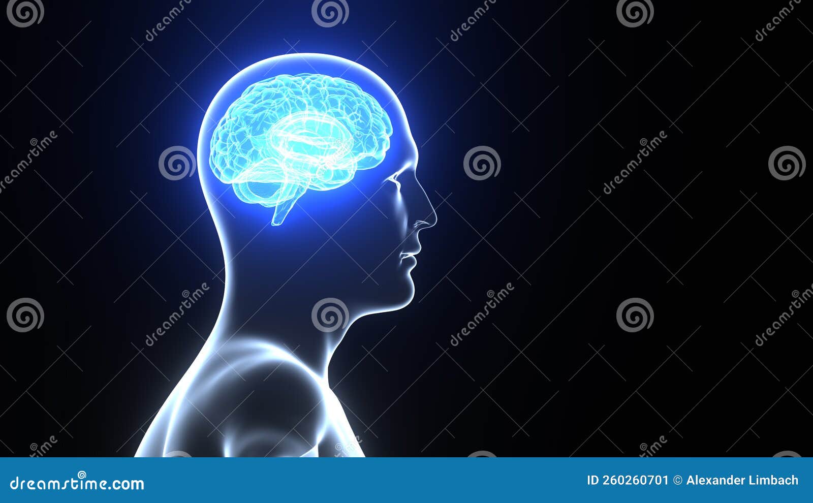 Human Brain stock illustration. Illustration of medicine - 260260701