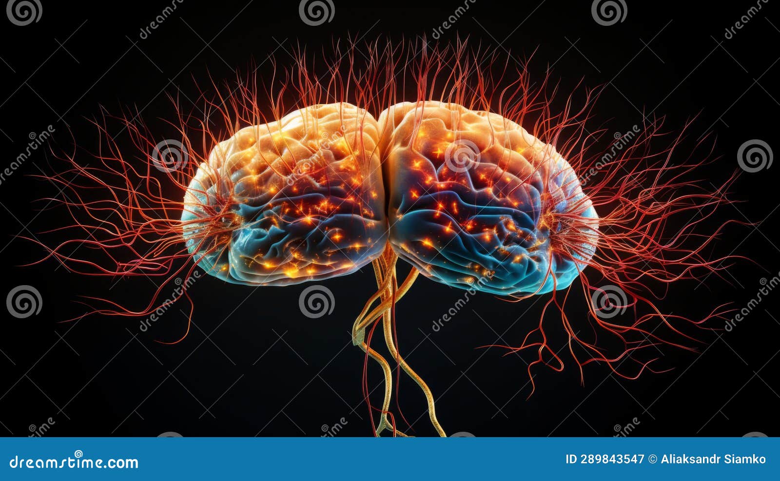 A Human Brain, Showcasing Its Complex Neural Pathways and Structures ...