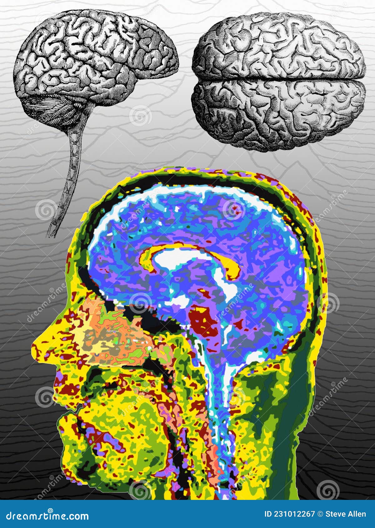 The Human Brain stock illustration. Illustration of anatomy - 231012267