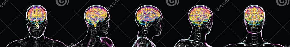 Human Brain Shown from Multiple Angles, 3D Illustration Stock ...