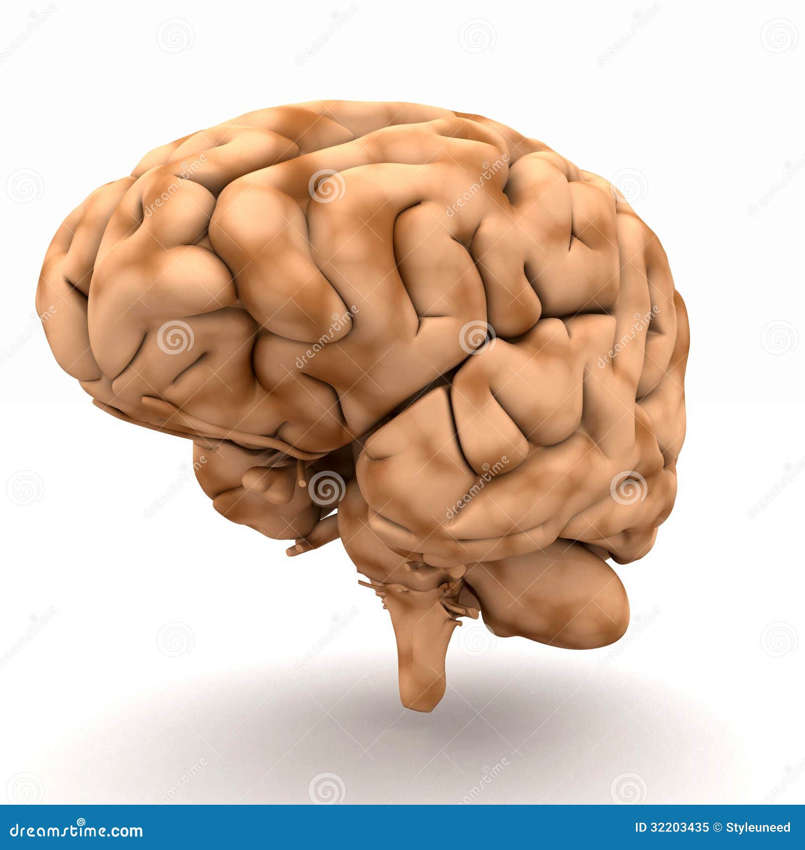 3d White Human Brain Side View Stock Images - 22 Photos