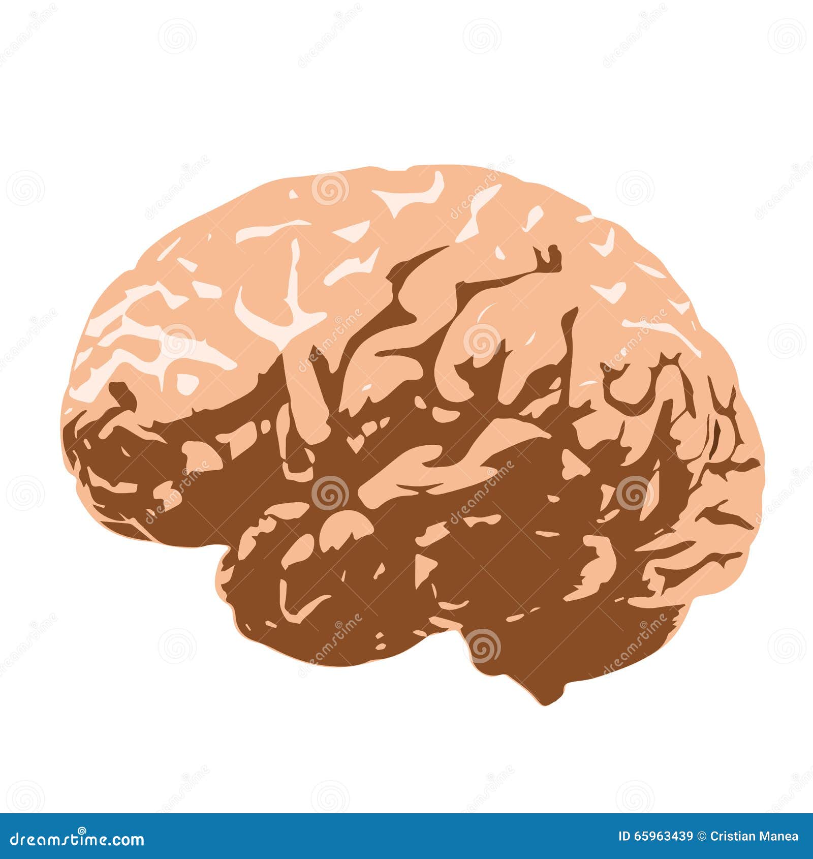 Human brain stock vector. Illustration of intelligence - 65963439