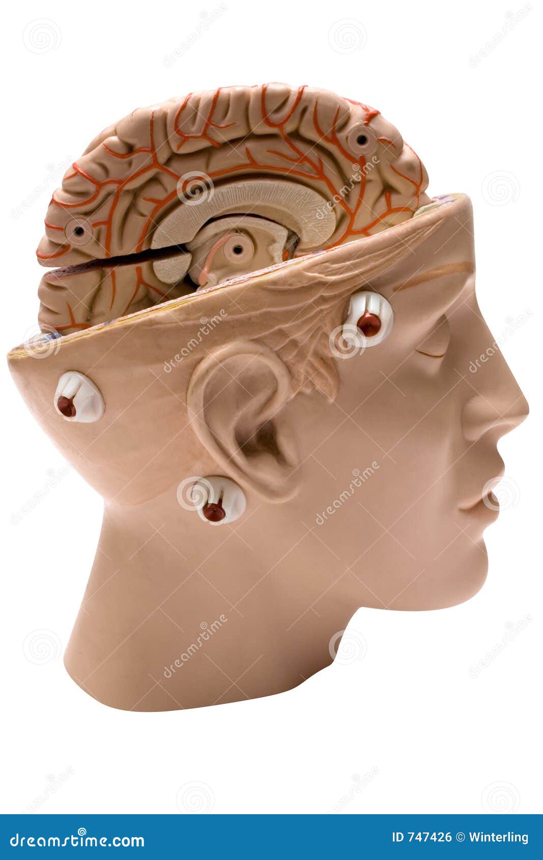 Human Brain (Side View) stock photo. Image of brainy, concept - 747426