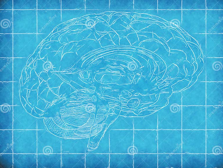 Human brain blueprint stock illustration. Illustration of intelligence ...