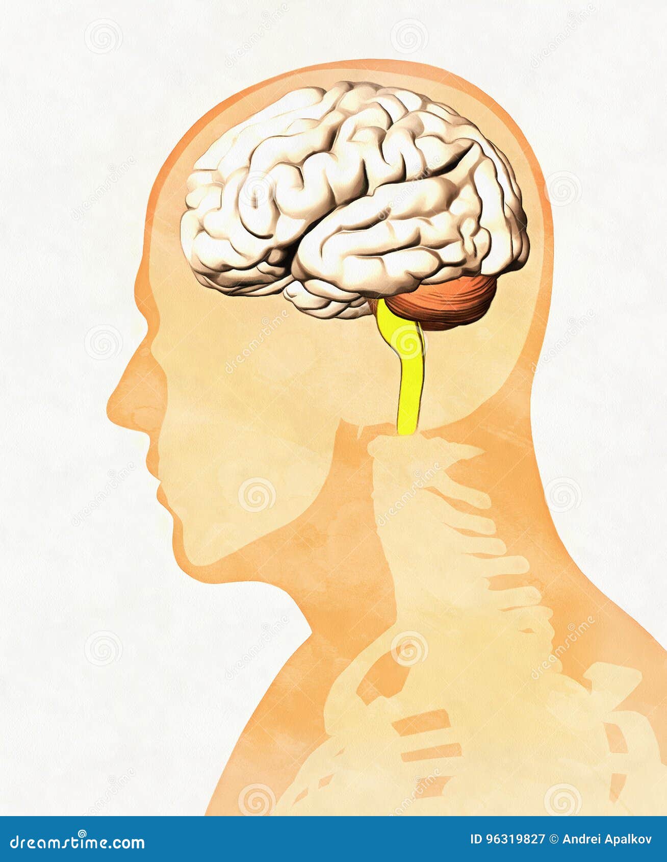 Human Brain - Side View for Medical and Educational Use Stock ...