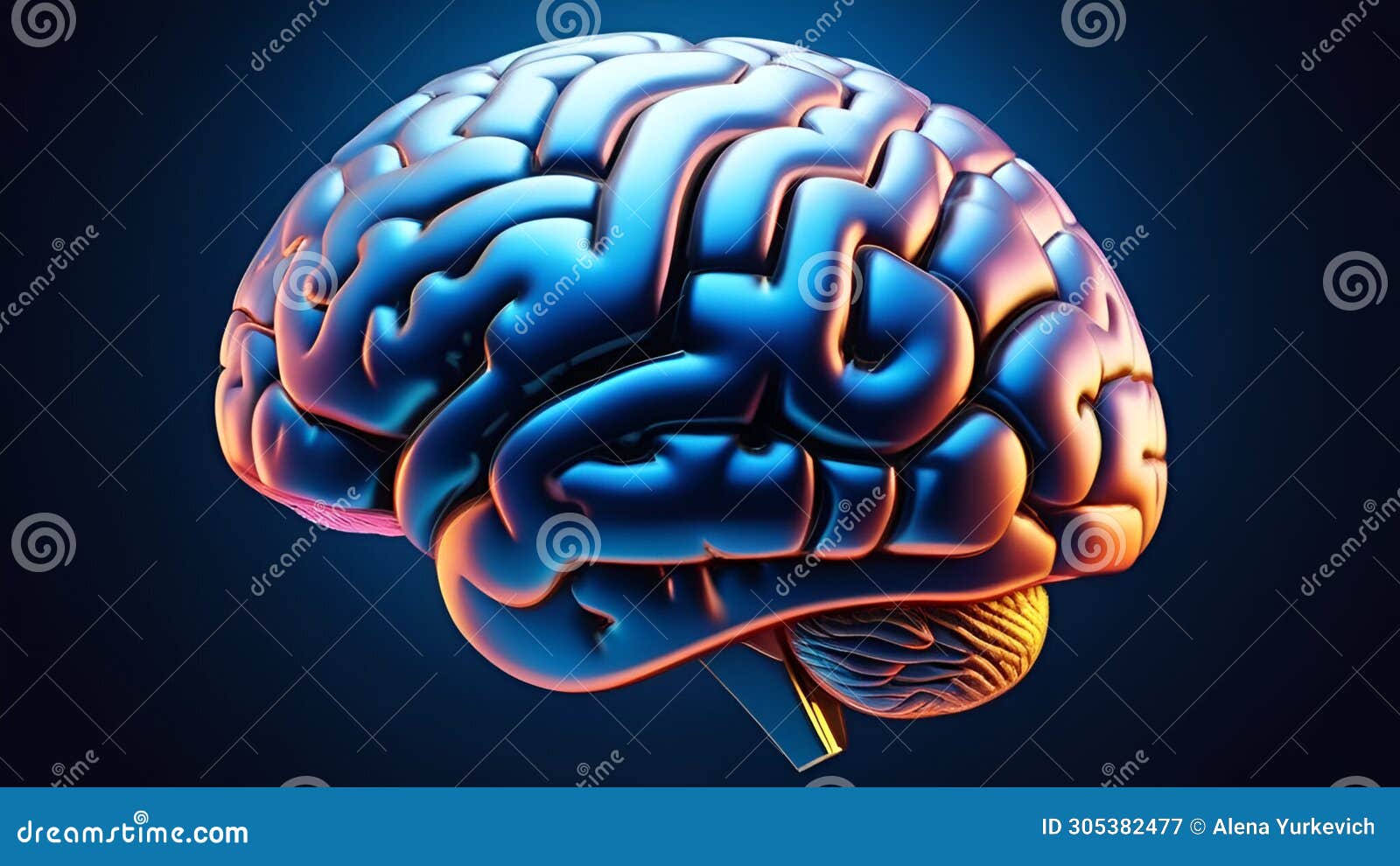 Human brain, side view stock image. Image of organ, imaging - 305382477