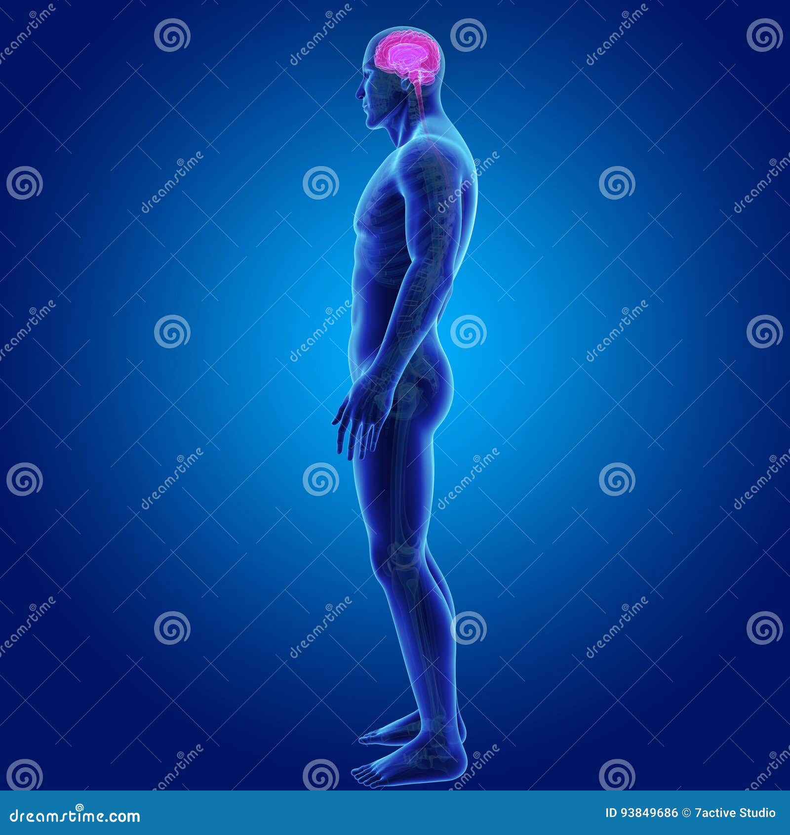 Human Brain with Skeleton Lateral View Stock Illustration ...
