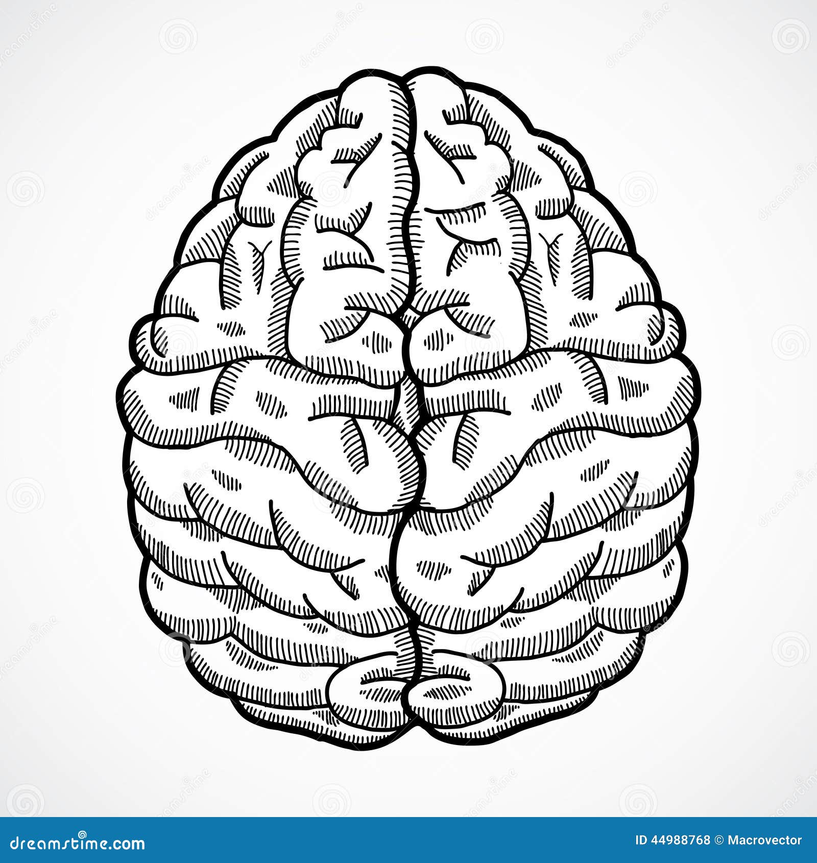 Human brain sketch stock vector. Illustration of isolated - 44988768