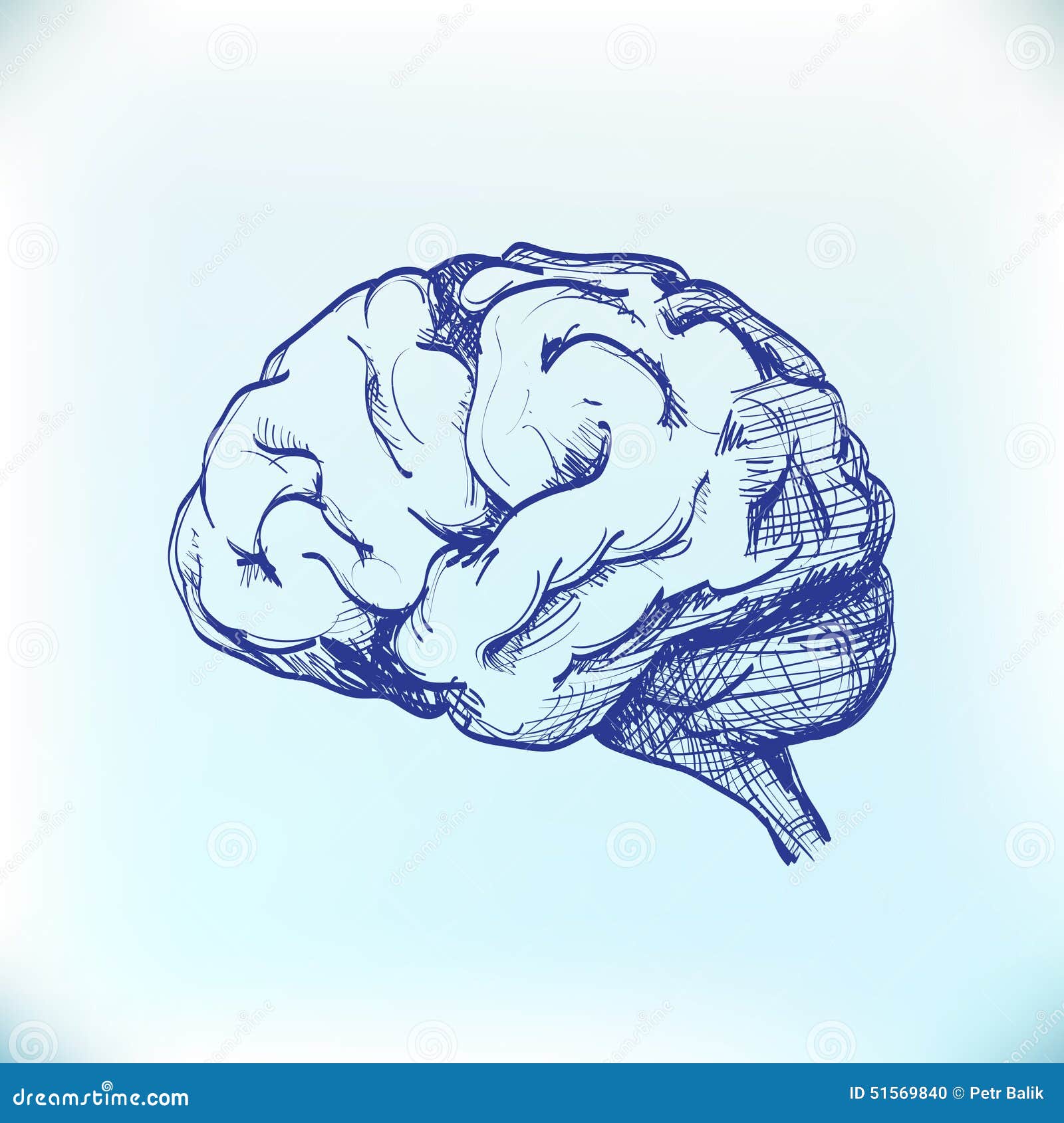 Human brain sketch stock illustration. Illustration of line - 51569840