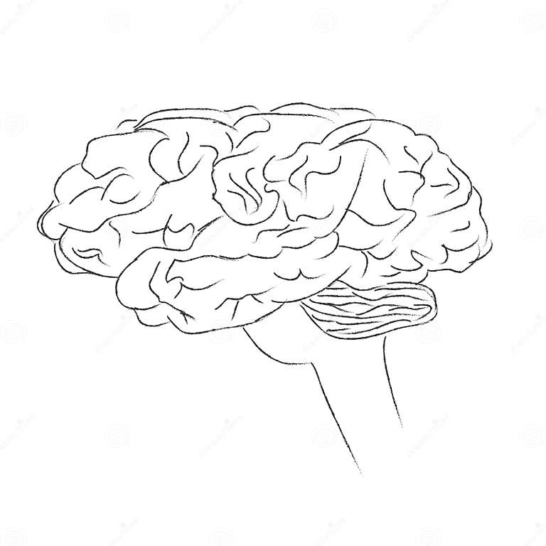 Human Brain. Sketch, Vector Stock Vector - Illustration of drawing ...