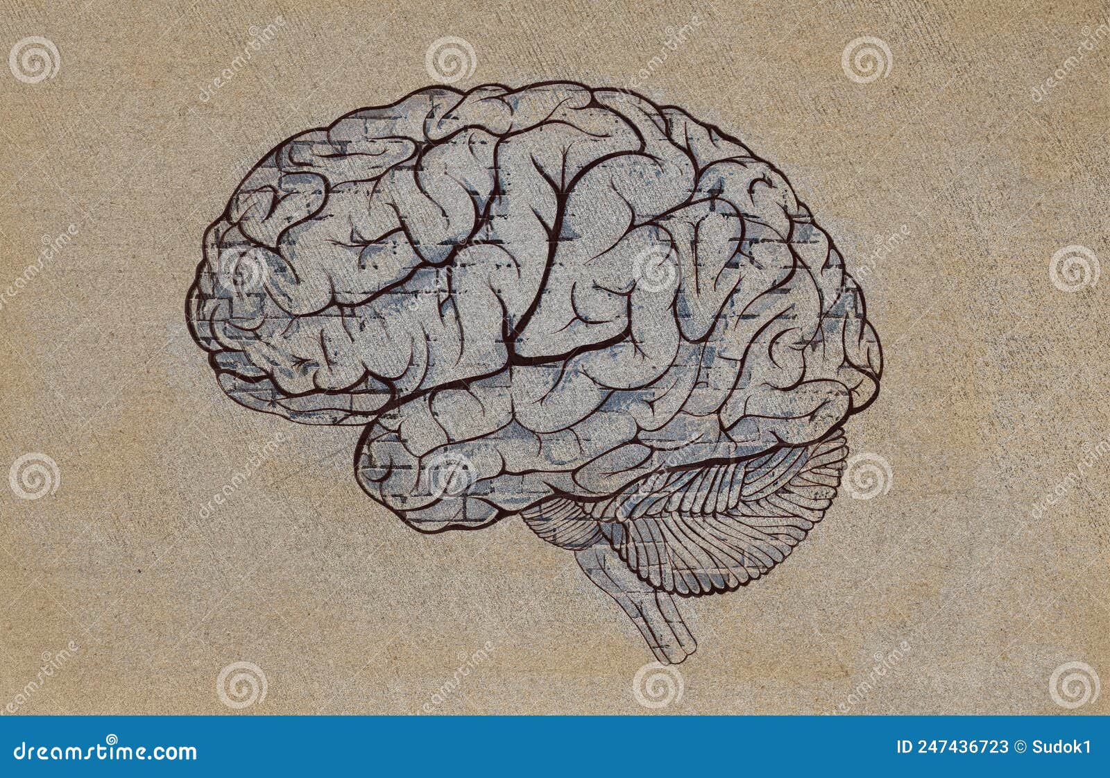 Human Brain on Sketchy Rough Canvas with Brick Texture Stock ...