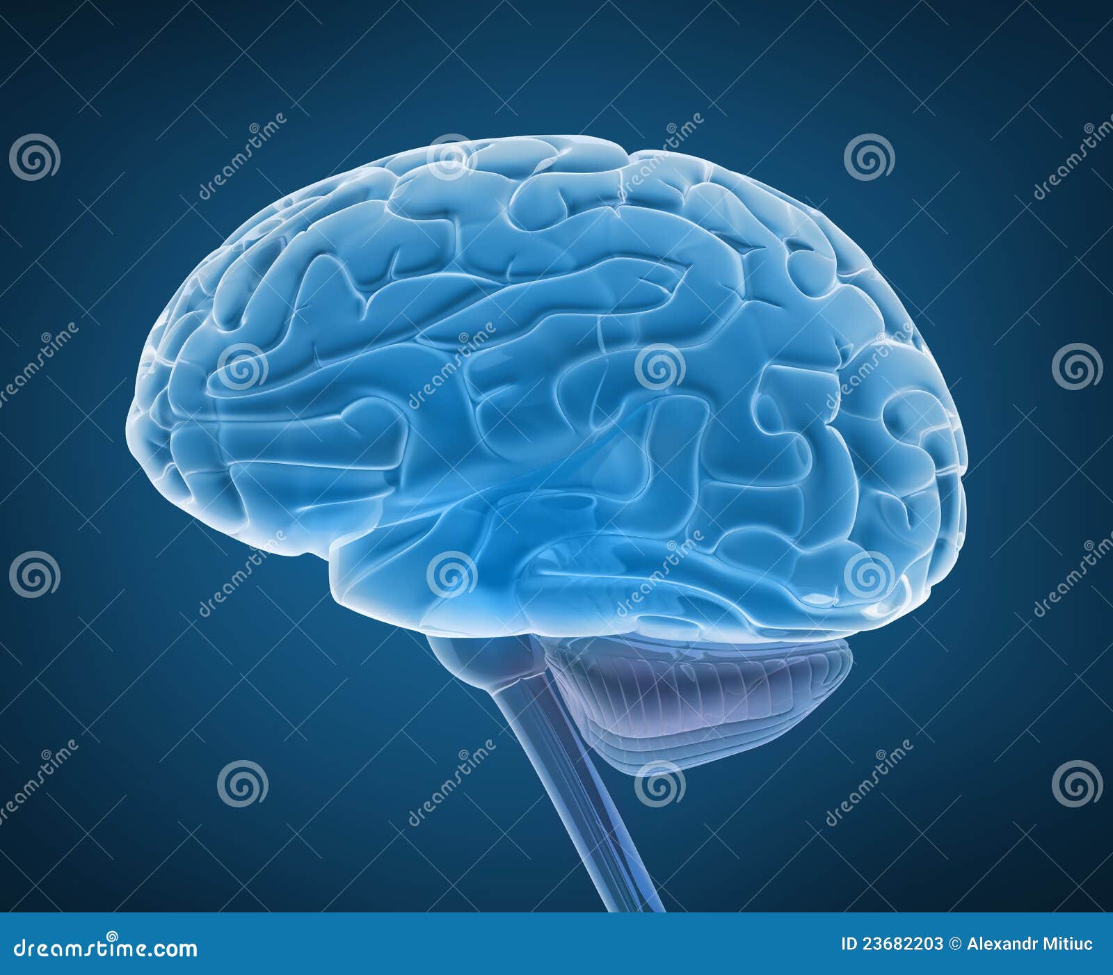 Human Brain and Spinal Cord Stock Illustration - Illustration of ...