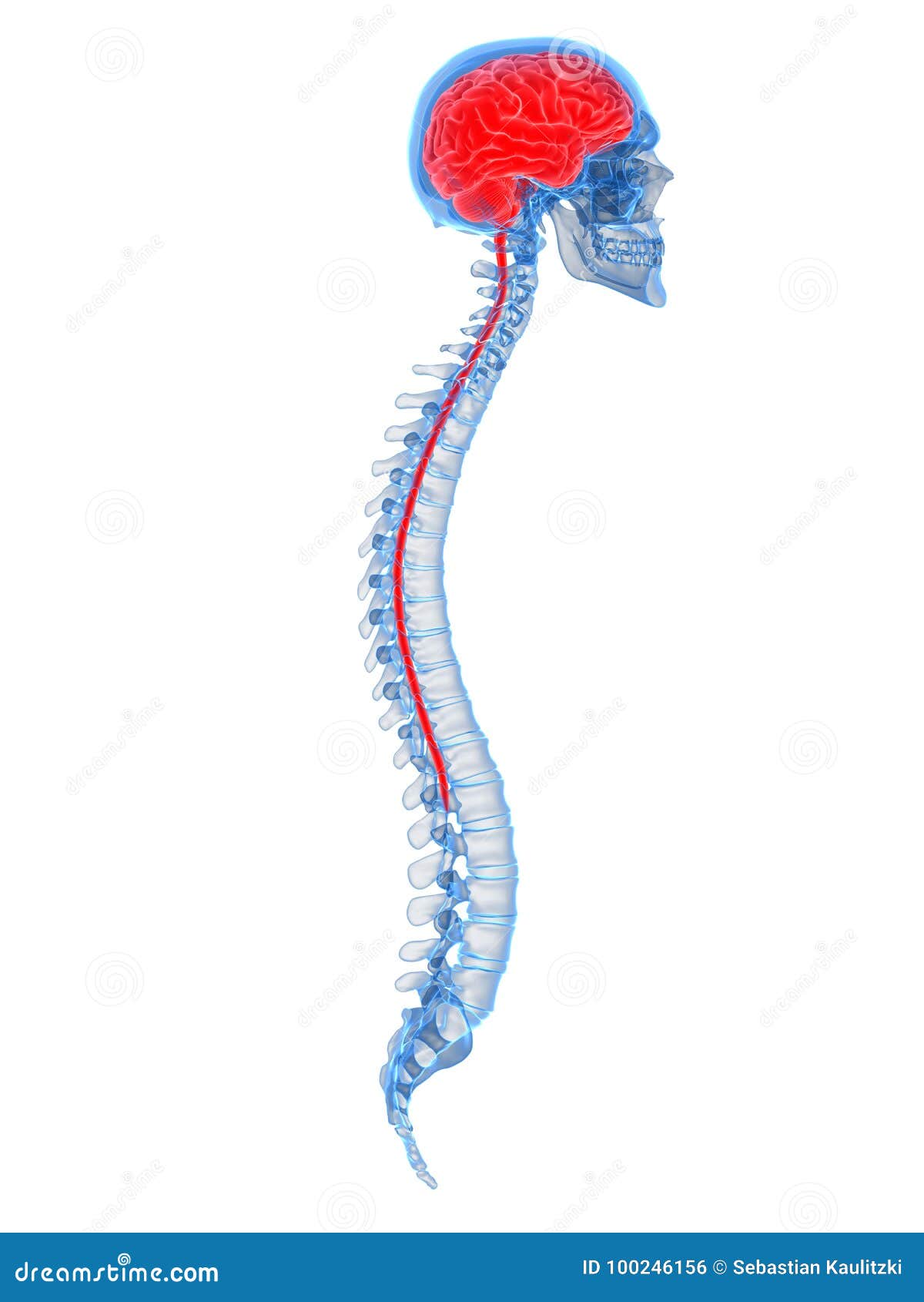A human brain and spine stock illustration. Illustration of graphic ...