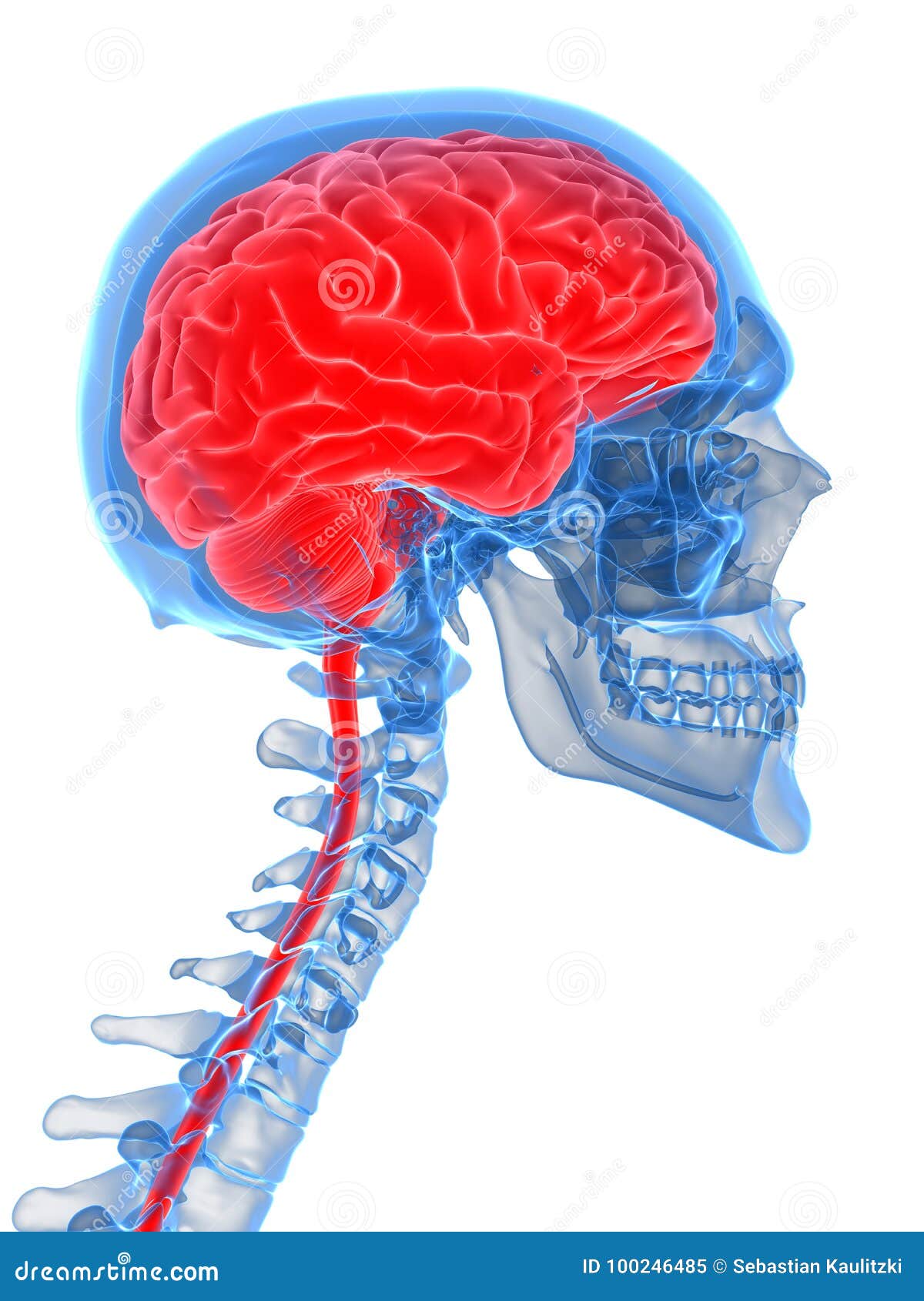 A human brain and spine stock illustration. Illustration of artwork ...